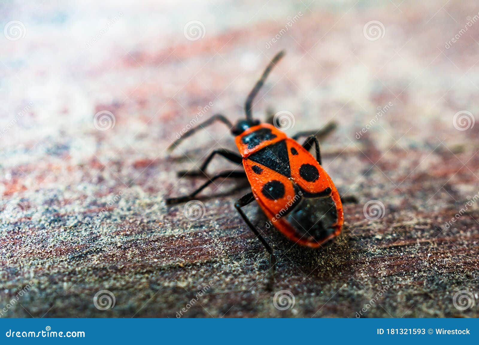 Firebug on wooden surface. stock image. Image of beetle - 181321593