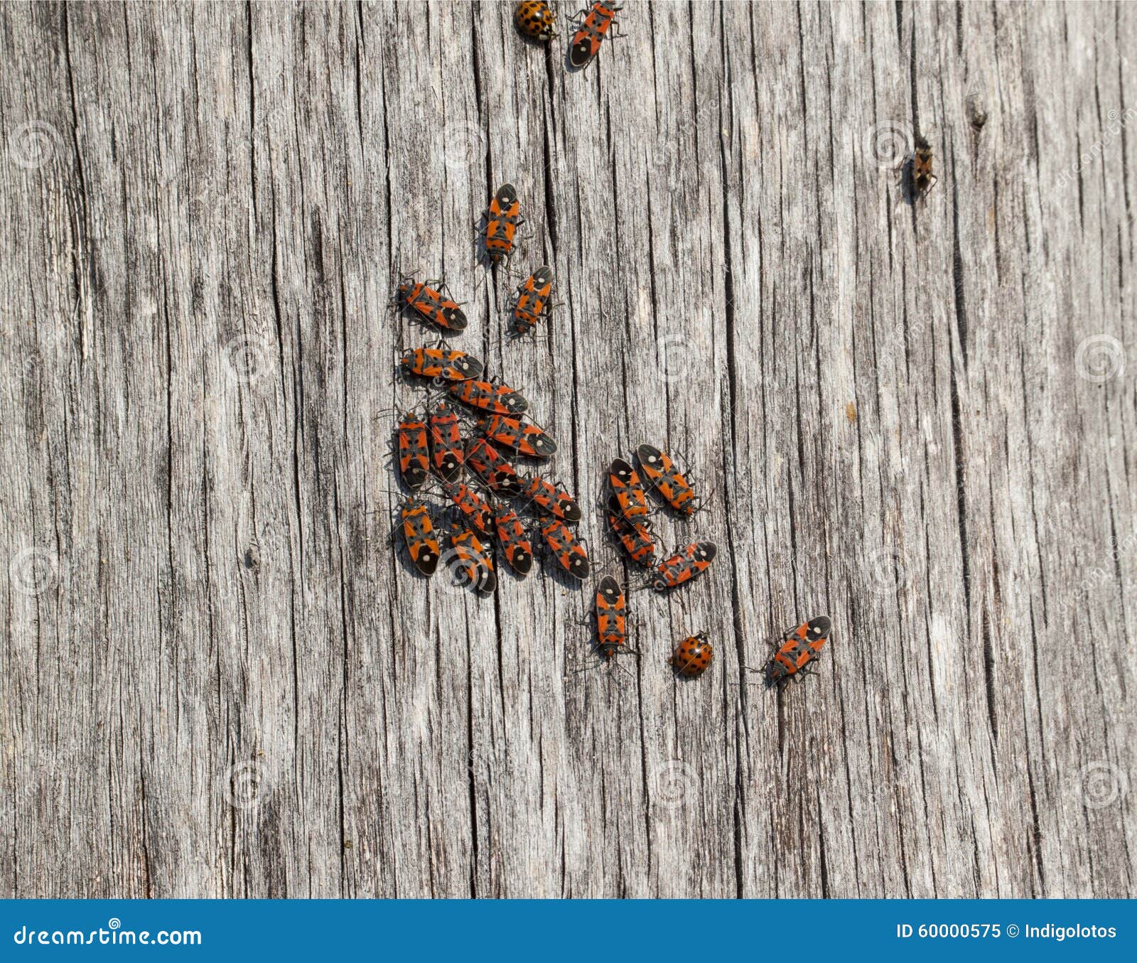 Firebug red insect colony stock image. Image of pyrrhocoris - 60000575