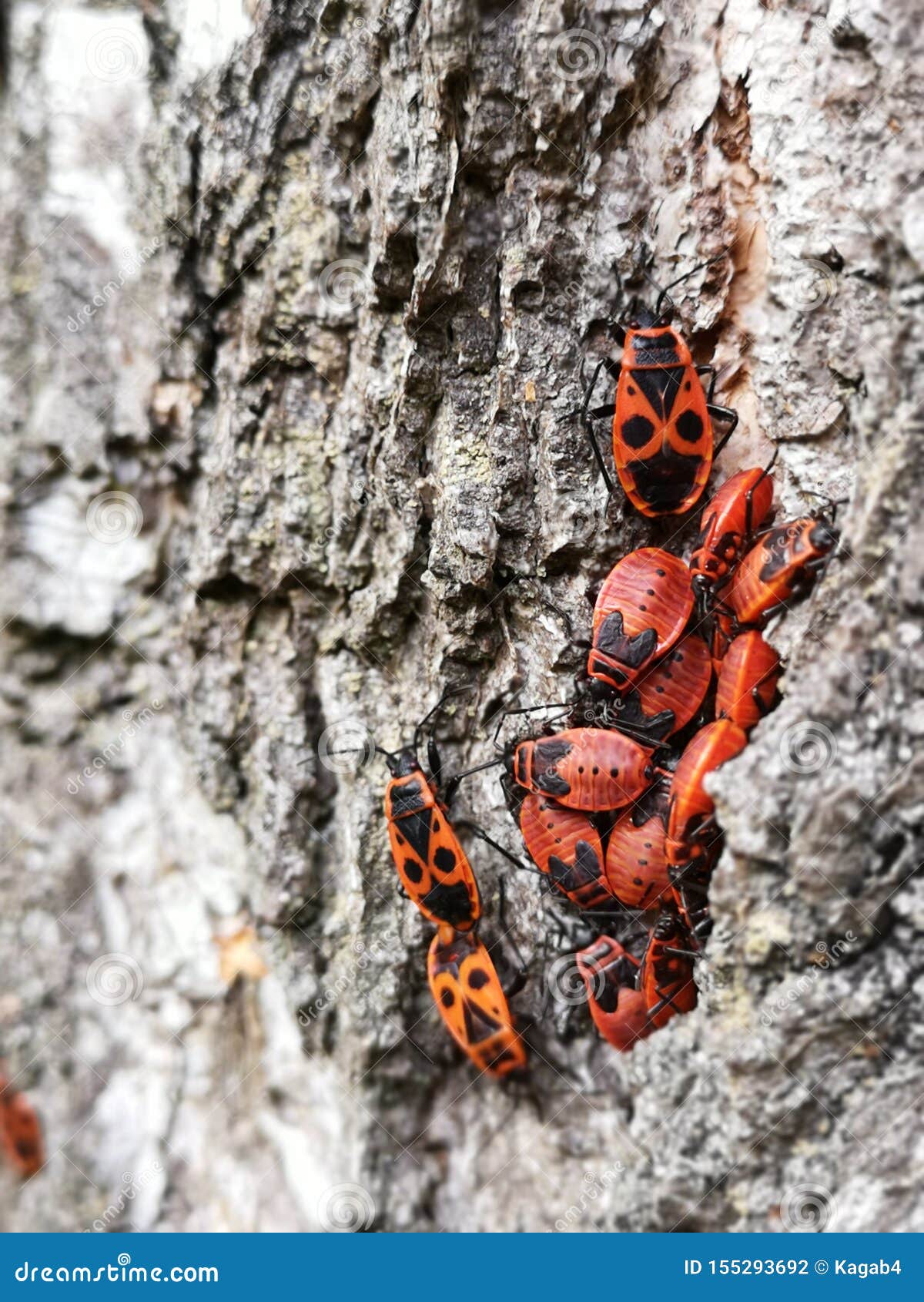 Firebug - red insect. stock photo. Image of firebug - 155293692