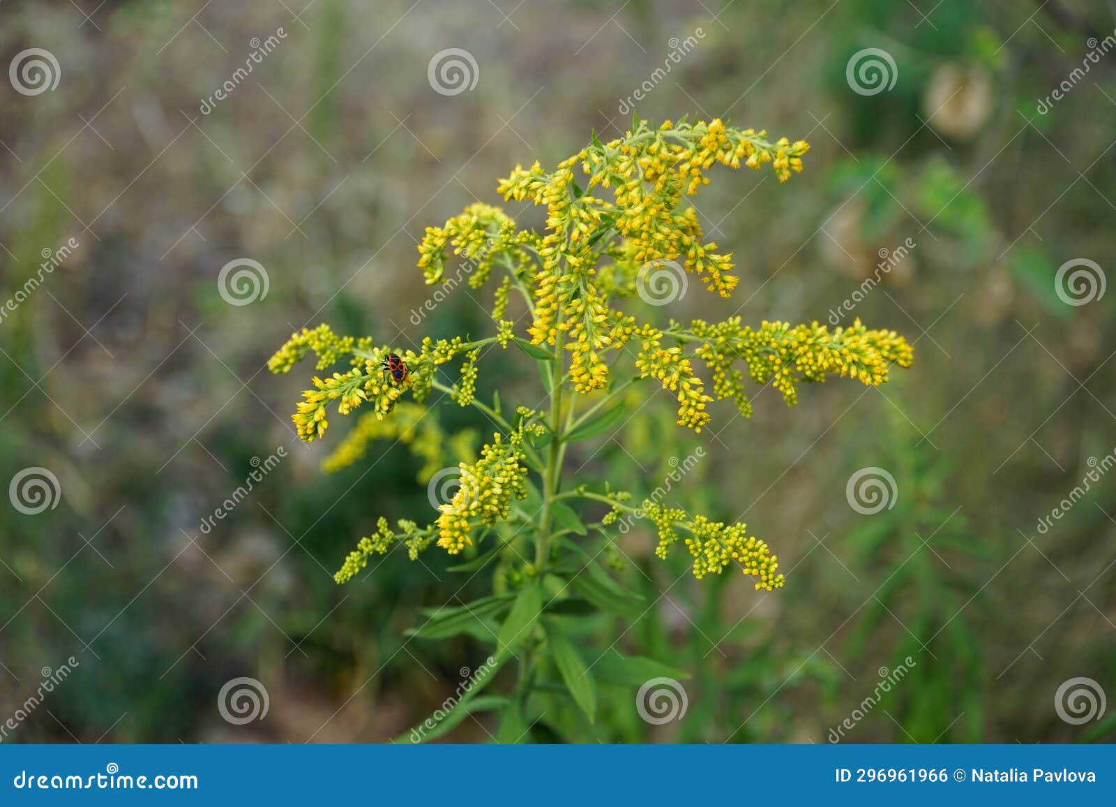 The Firebug Sits on the Yellow Flowers of Solidago Canadensis in August ...