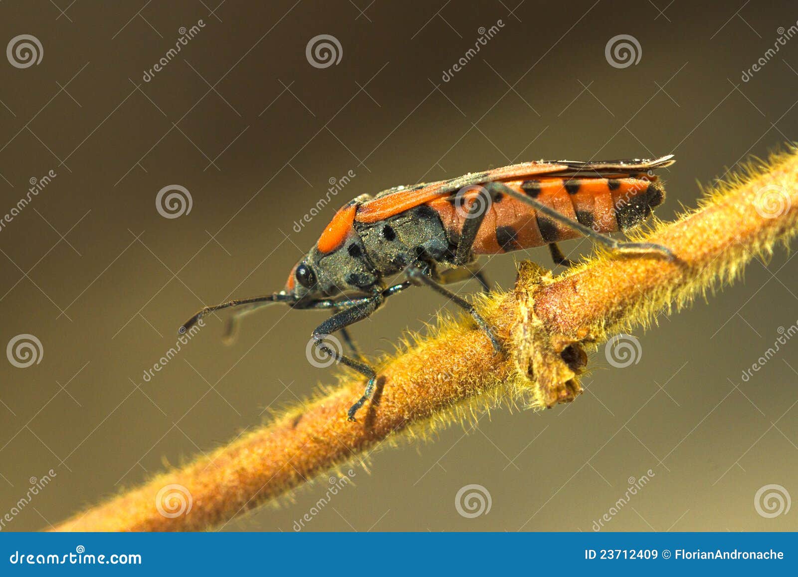 Firebug Sitting on Branch / Pyrr Stock Image - Image of organism ...