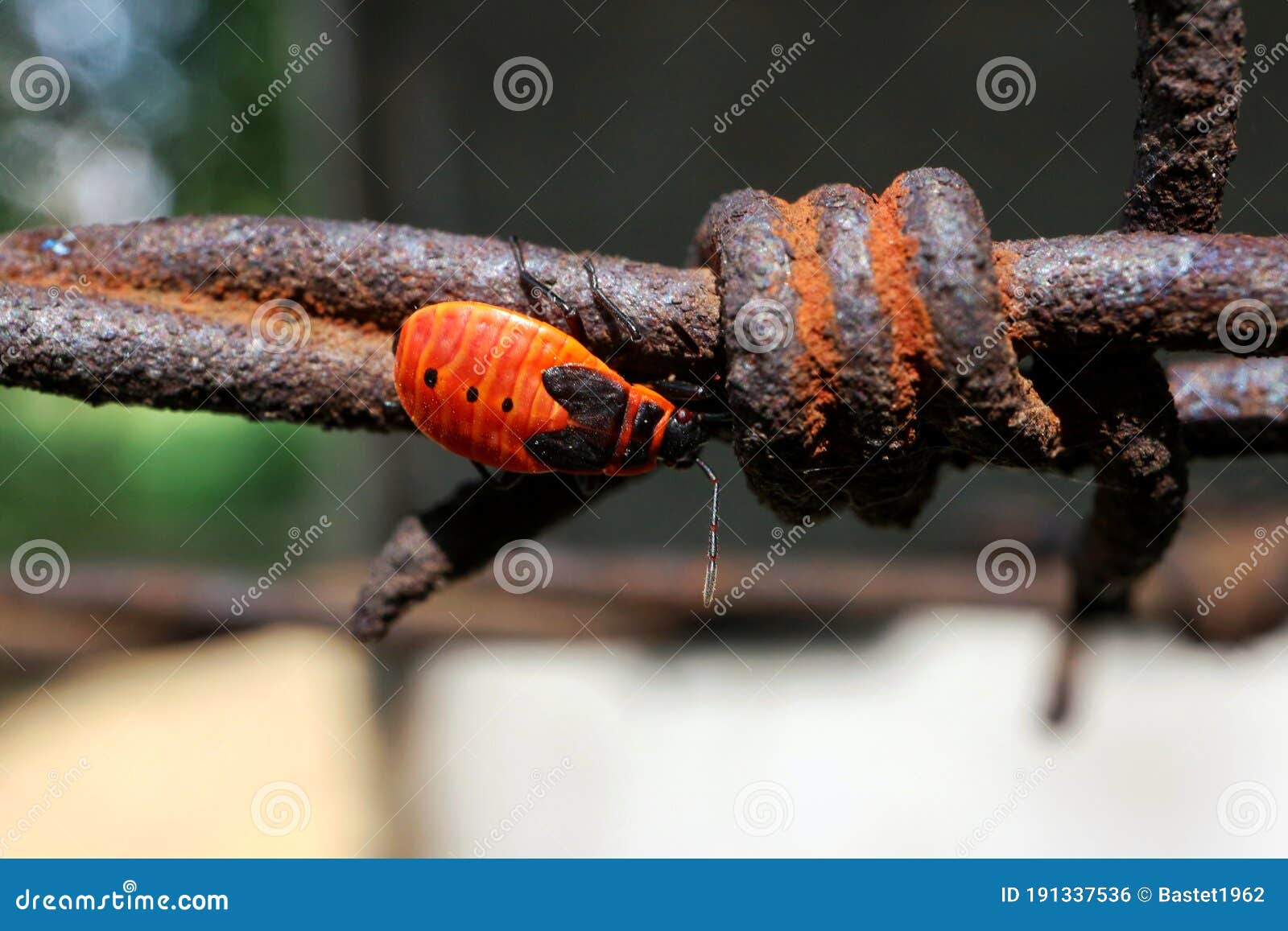 Firebug Sitting on a Rusty Wire Stock Photo - Image of outdoors, white ...