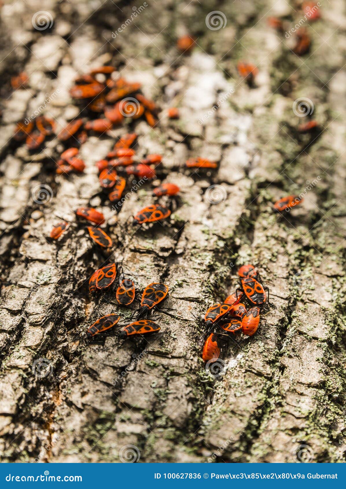 Firebug on Tilia sp. bark. stock photo. Image of close - 100627836