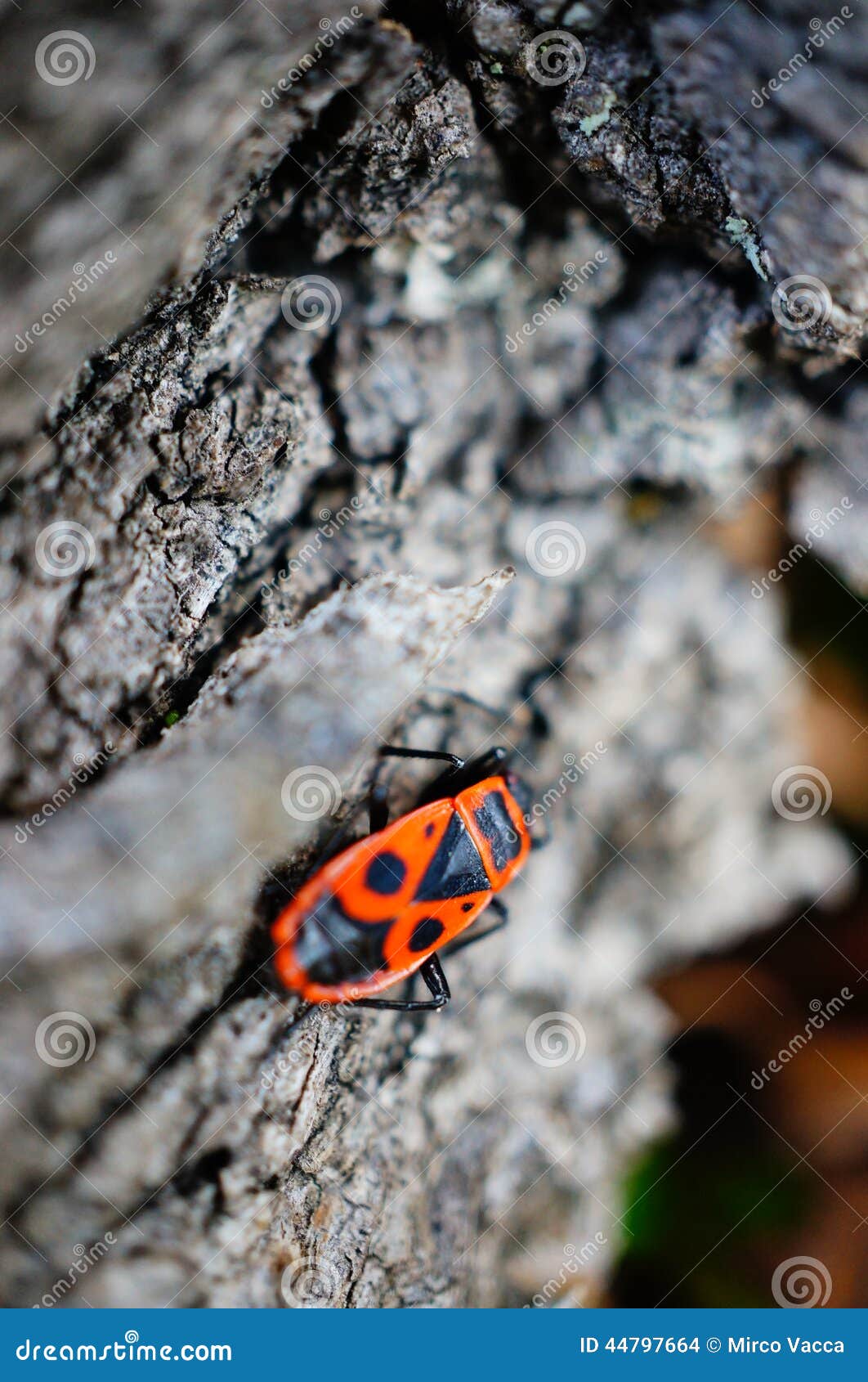 Firebug stock photo. Image of firebug, bark, nature, tree - 44797664