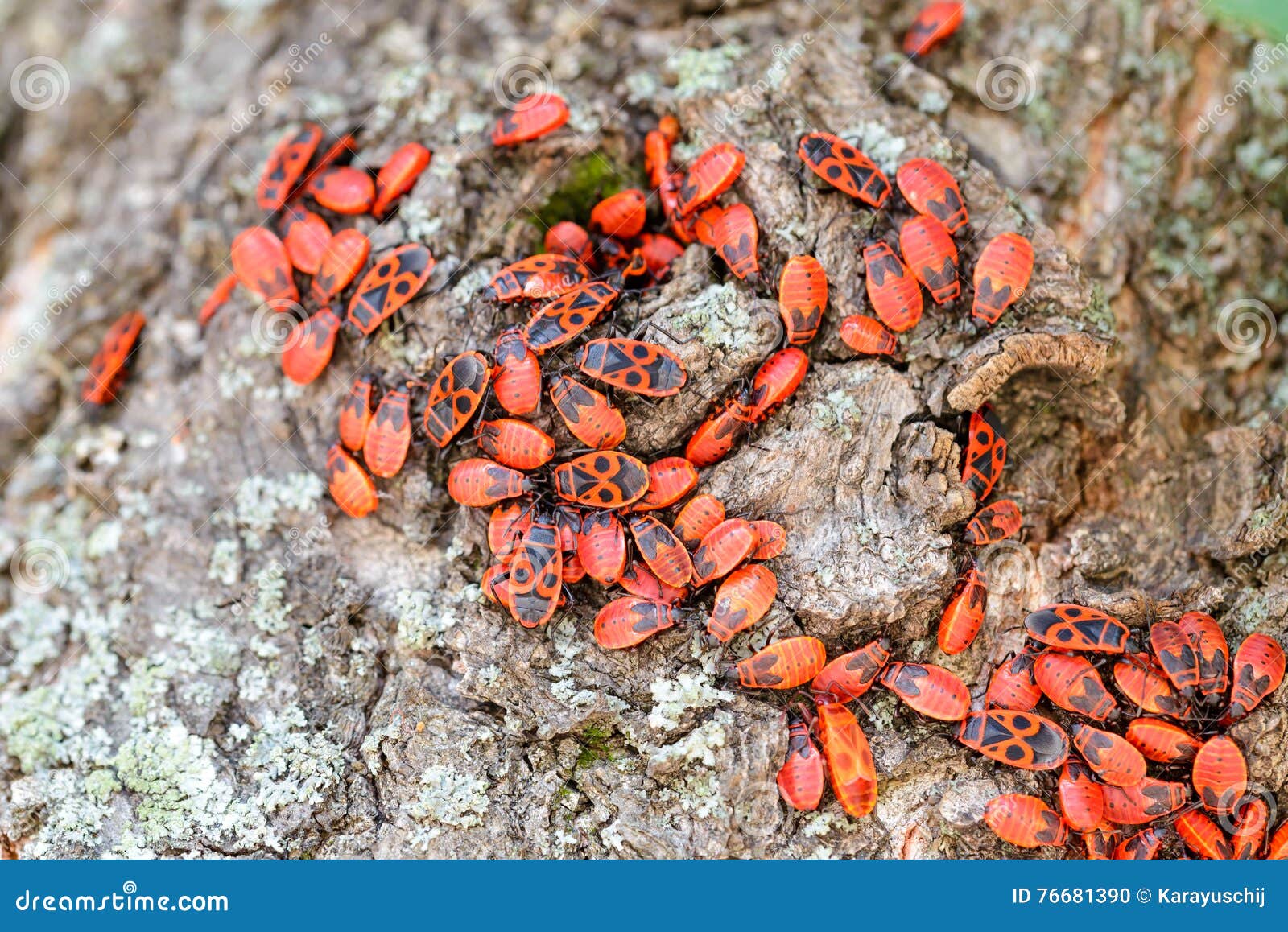 Firebug on a Tree Trunk stock photo. Image of beautiful - 76681390