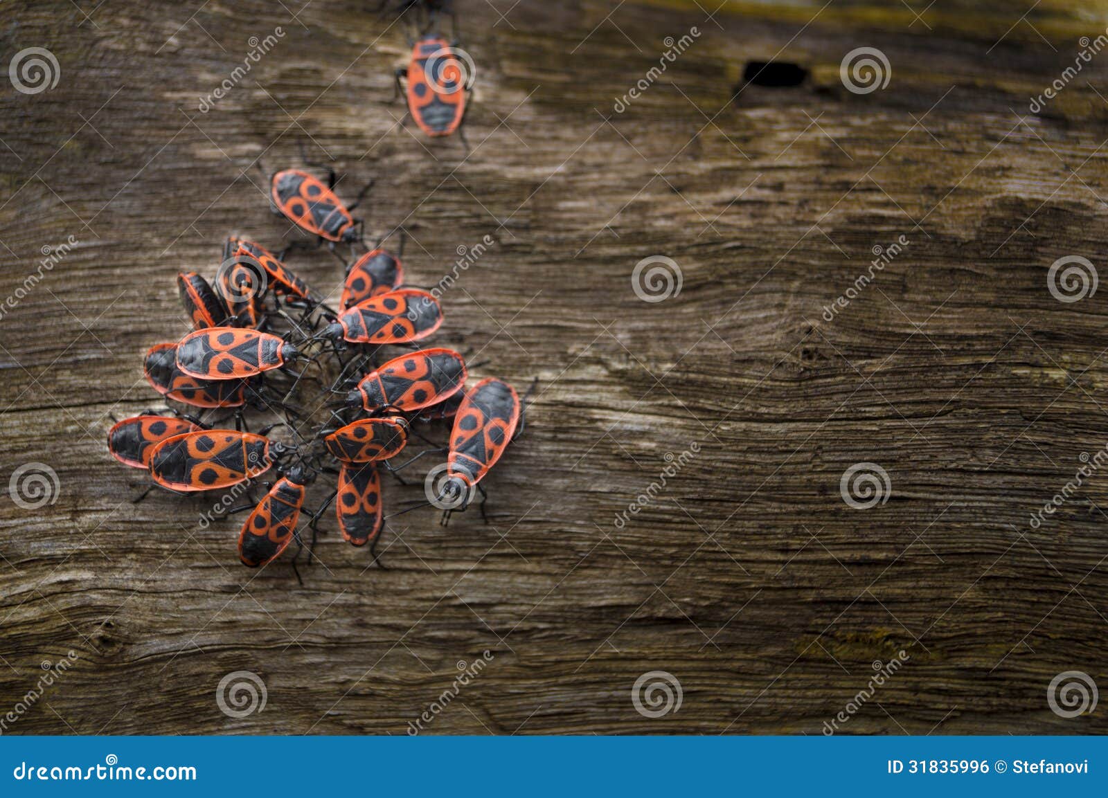 The Firebug on Wooden Background Stock Photo - Image of insect, habitat ...