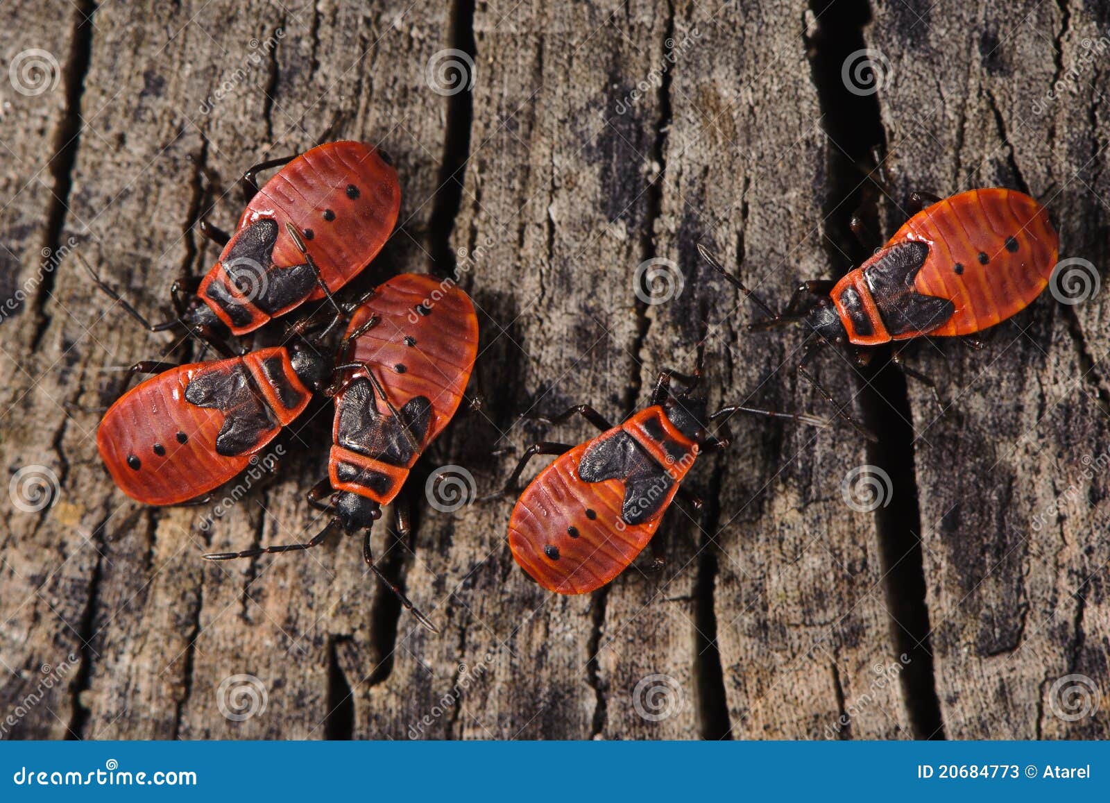 Firebugs stock image. Image of group, apterus, wood, firebug - 20684773