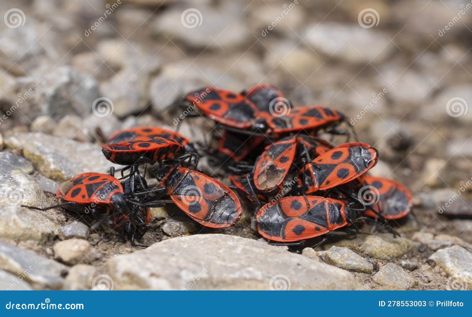 Firebugs aggregation stock image. Image of nature, insect - 278553003