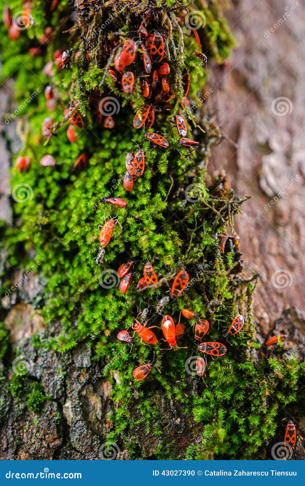 Firebugs colony on a tree stock photo. Image of mosse - 43027390