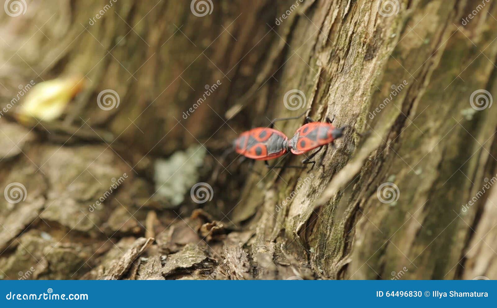 Firebugs Mating on a tree stock footage. Video of micro - 64496830