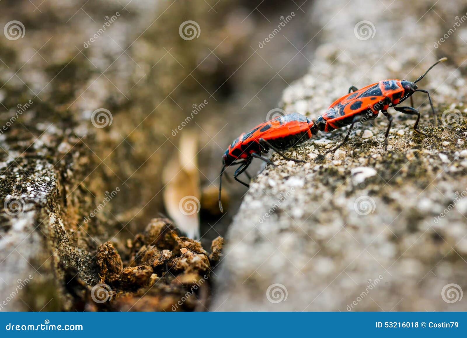 Firebugs - Pyrrhocoris Apterus Zdjęcie Stock - Obraz złożonej z ...