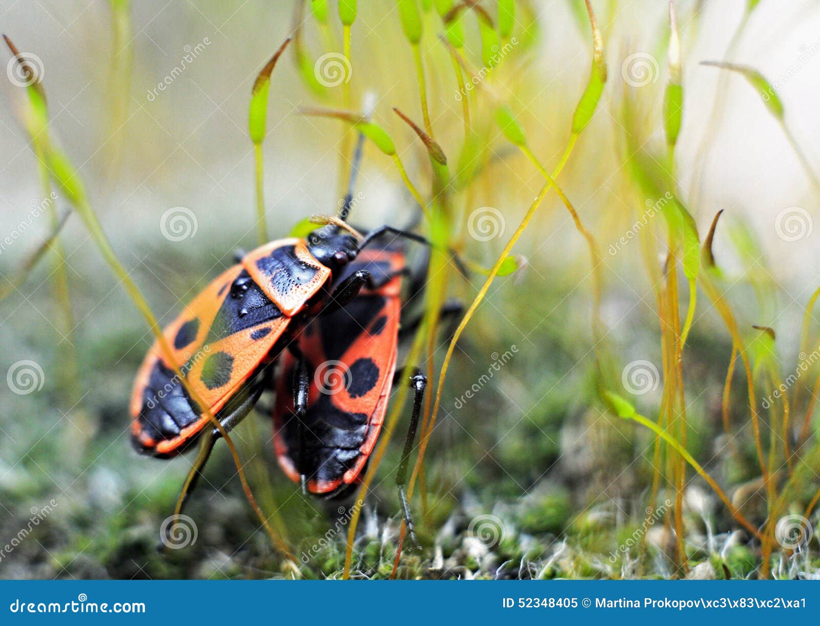 Firebugs (Pyrrhocoris Apterus) Stock Image - Image of insect, fauna ...