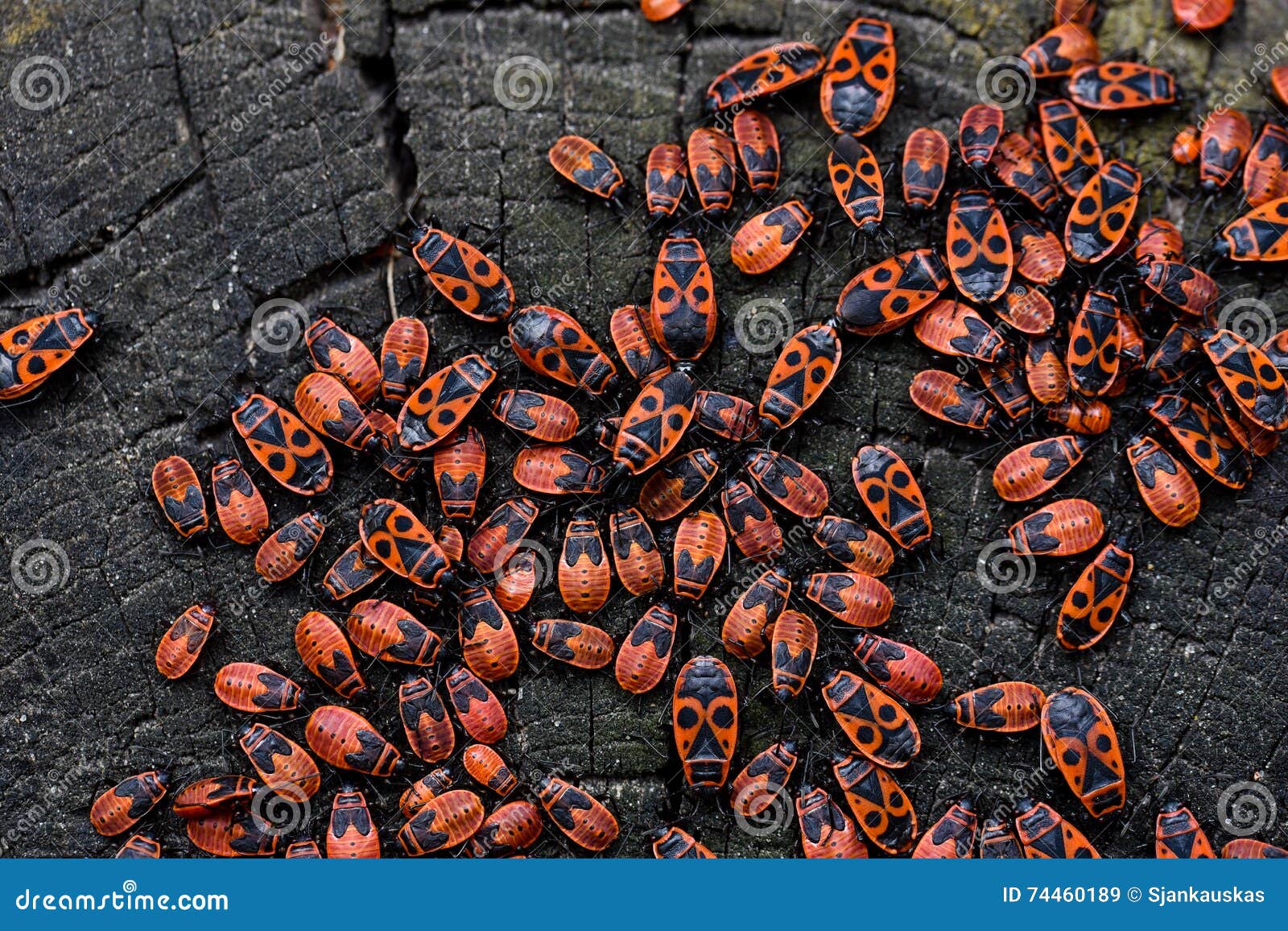 Firebugs, Pyrrhocoris Apterus Stock Image - Image of colony, wildlife ...