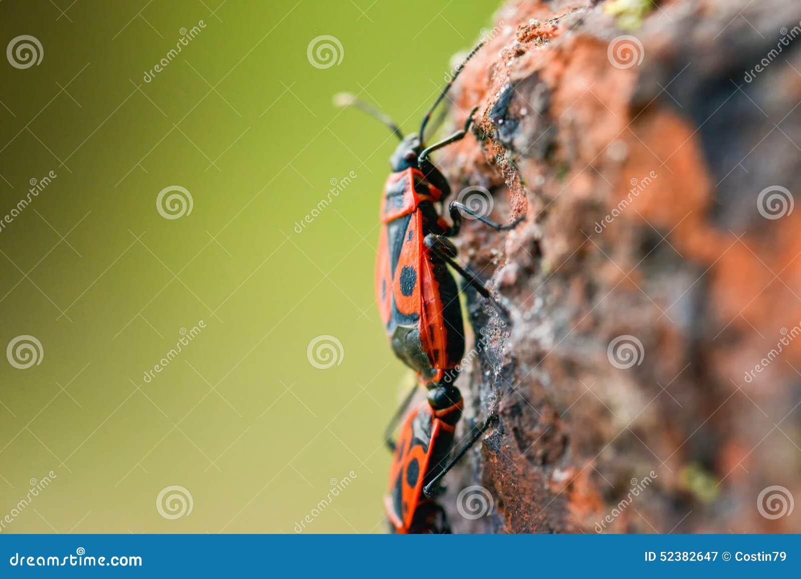 Firebugs - Pyrrhocoris Apterus Stock Image - Image of animal, wild ...