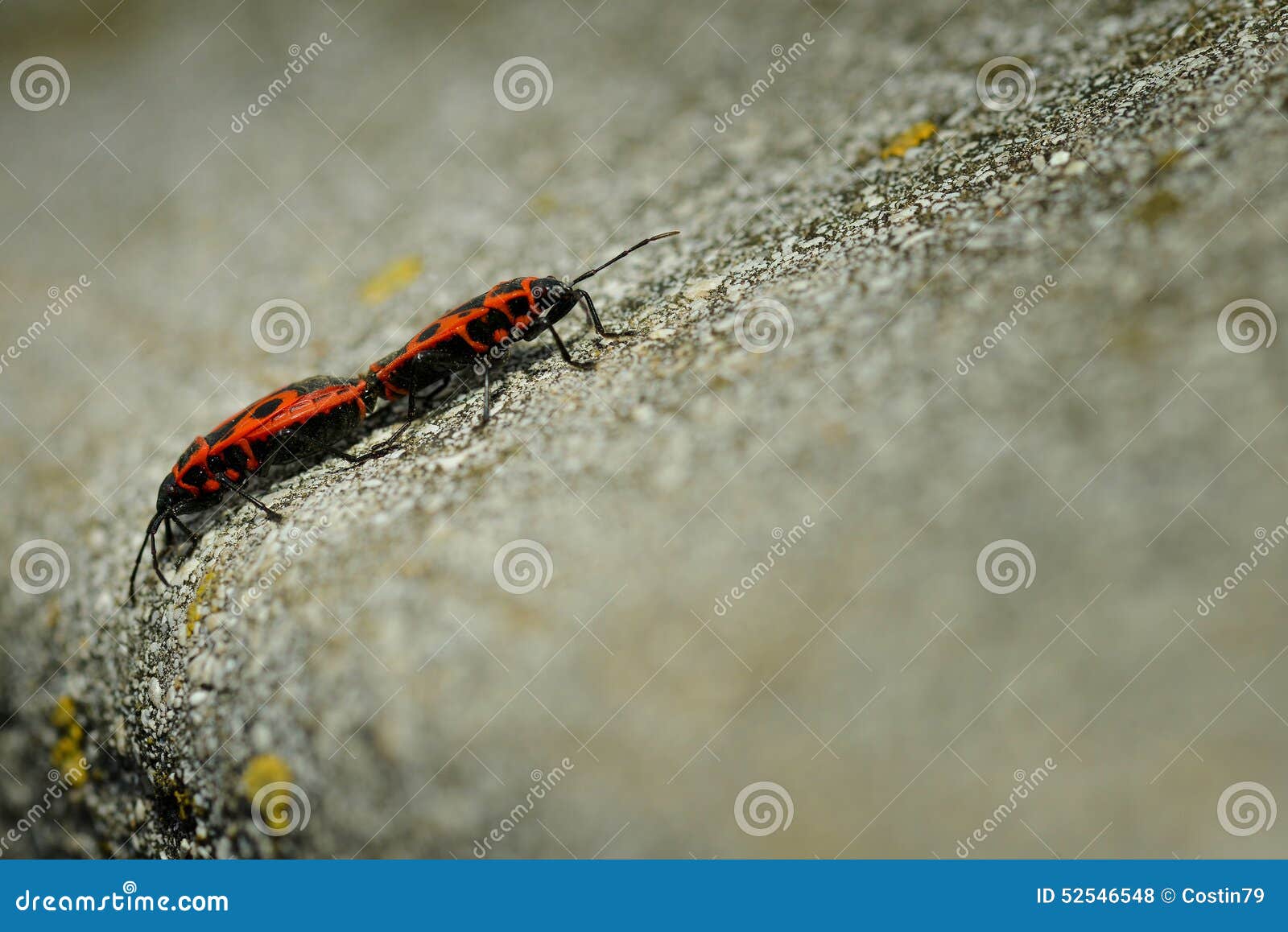 Firebugs-Pyrrhocoris Apterus-03 Royalty-Free Stock Image ...