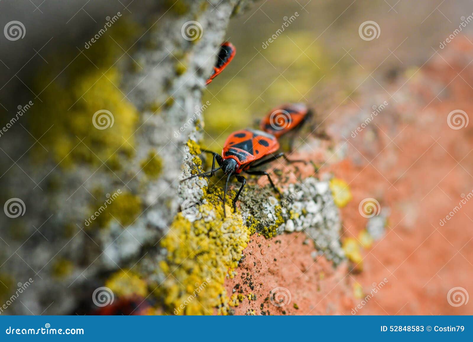 Firebugs - Pyrrhocoris Apterus Stock Image - Image of invertebrate ...