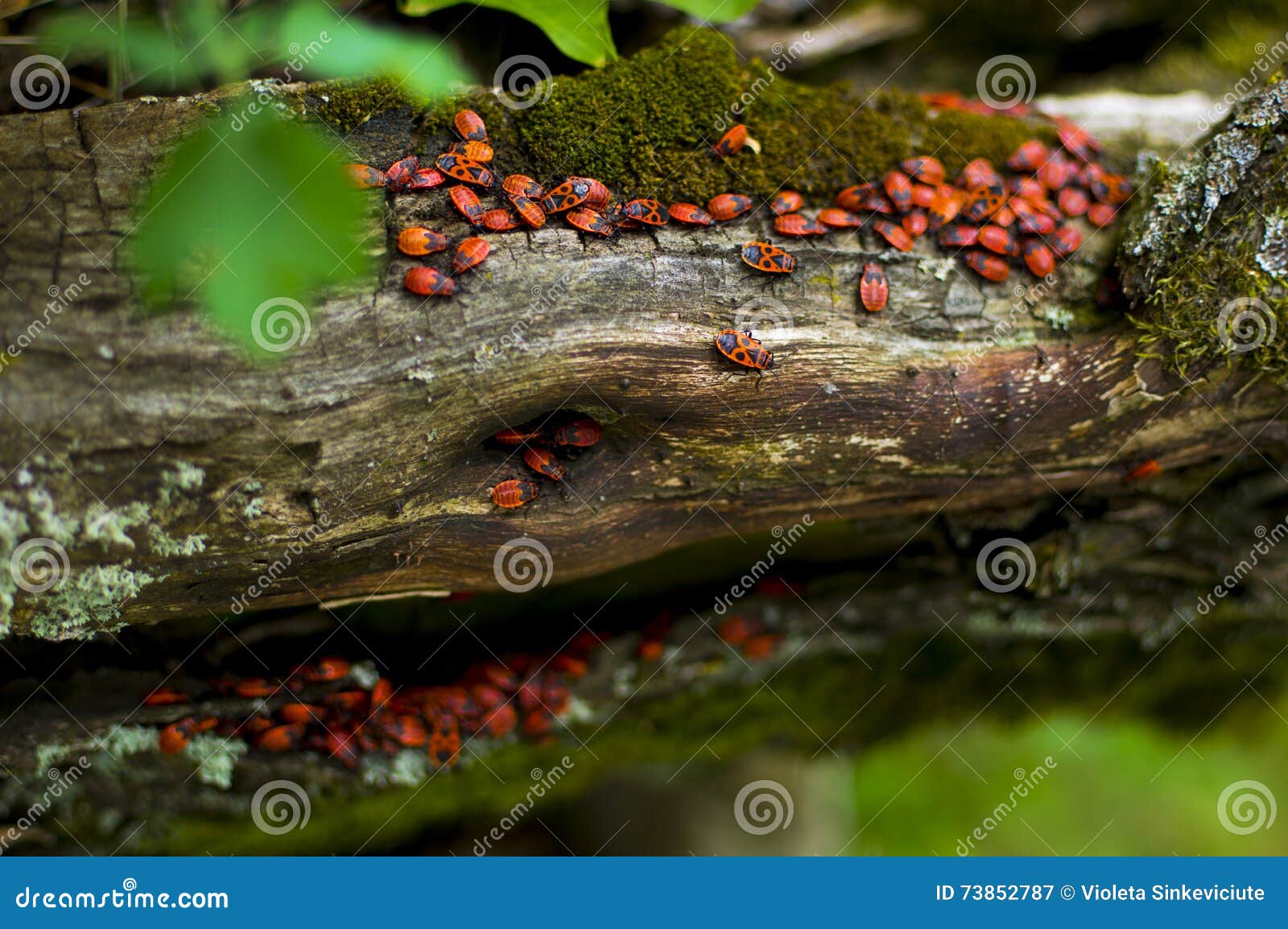 The firebugs on a tree stock image. Image of moss, apterus - 73852787