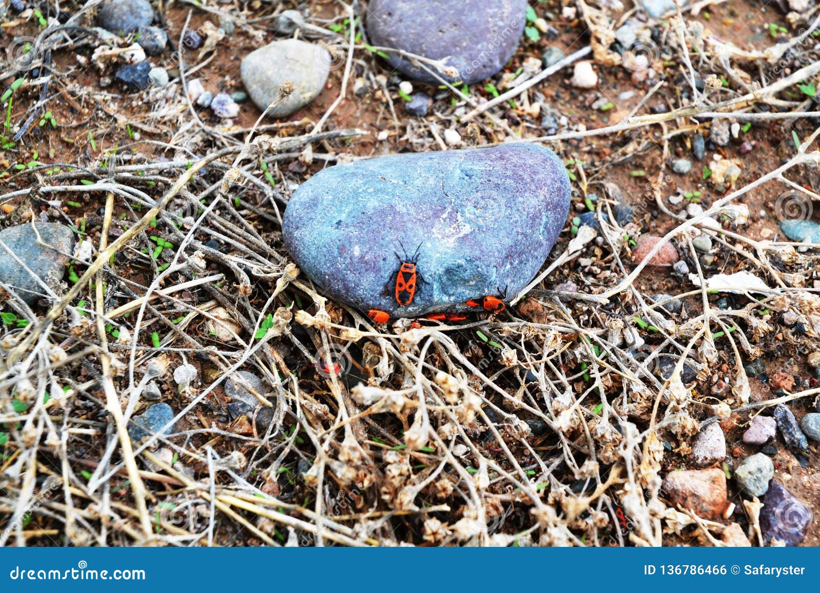 Firebugs stock photo. Image of black, harmless, nature - 136786466