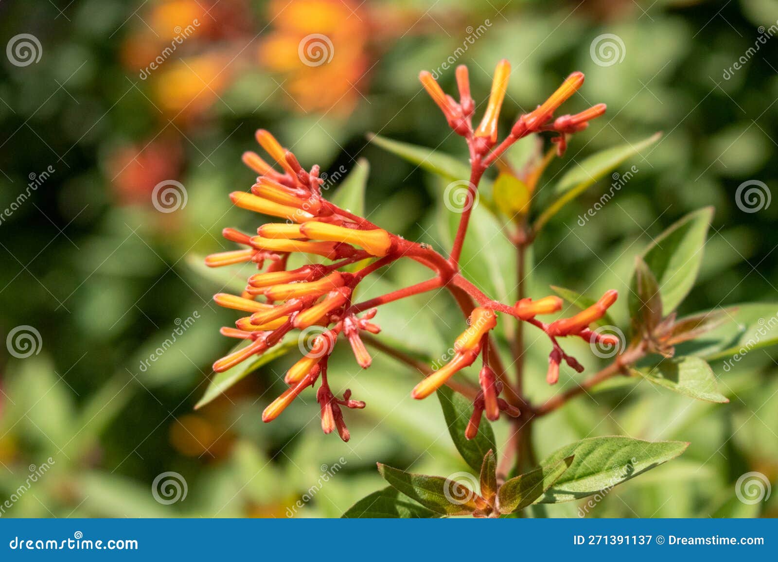 Orange Firebush in bloom stock image. Image of bloom - 271391137
