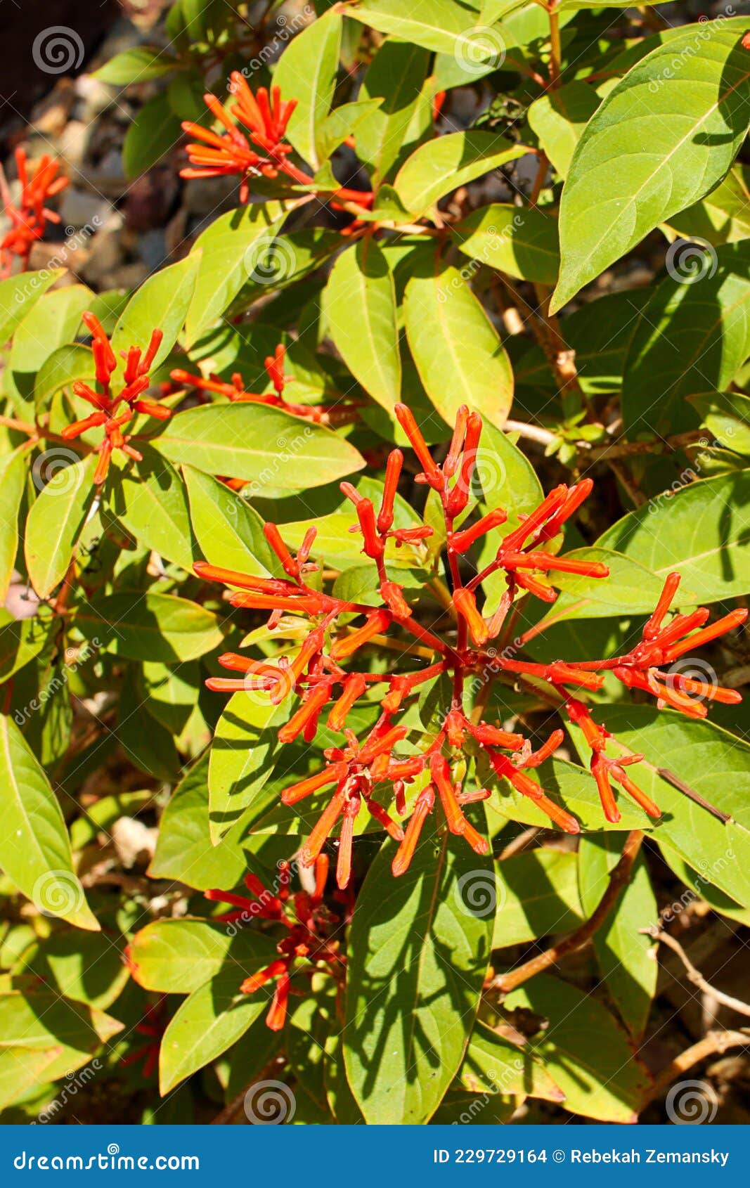 Firebush flowers 6267 e stock photo. Image of canaan - 229729164