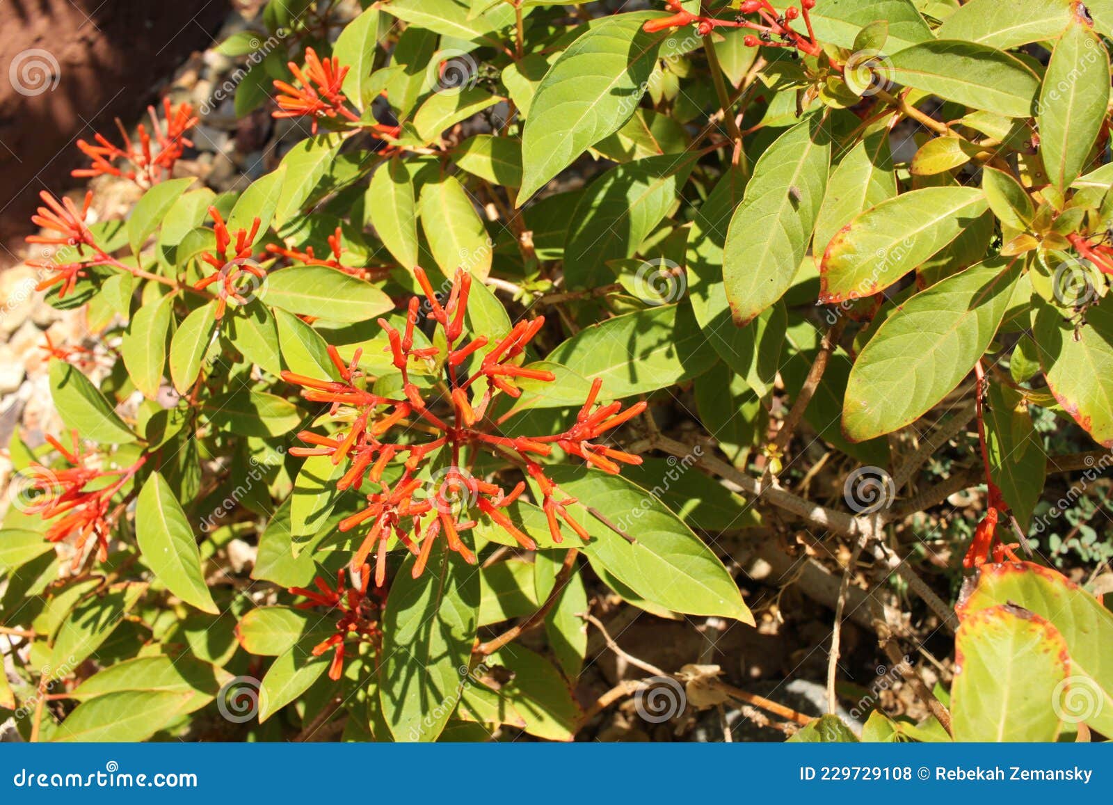 Firebush flowers 6267 stock photo. Image of arizona - 229729108