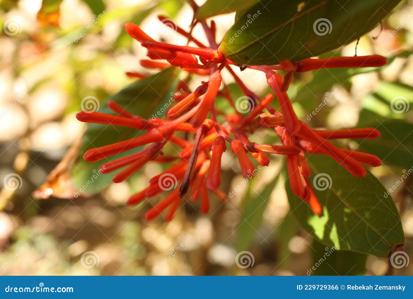 Firebush flowers 6283 stock photo. Image of decorative - 229729366