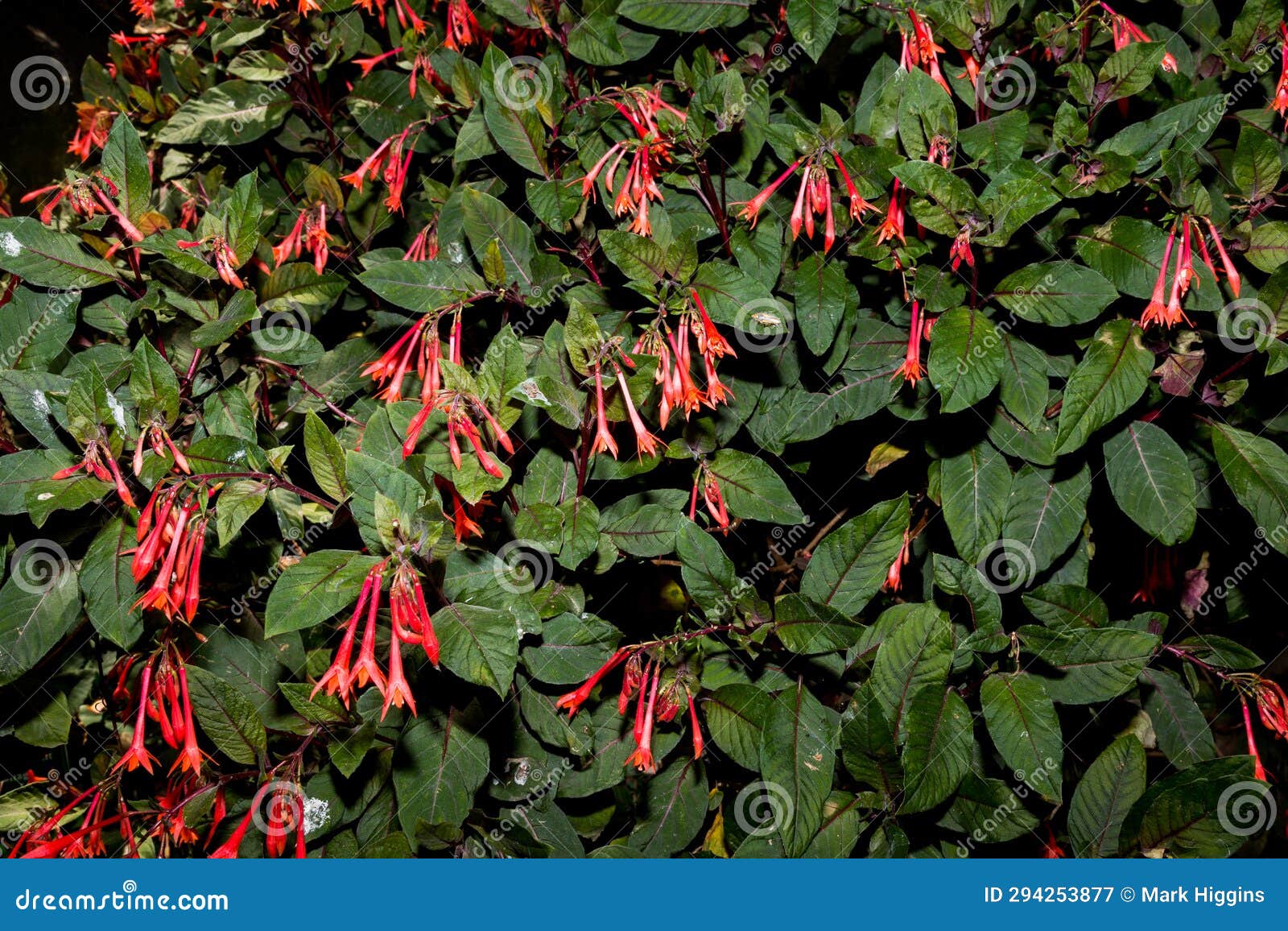 Firecracker stock image. Image of coral, coralblow, tubular - 294253877