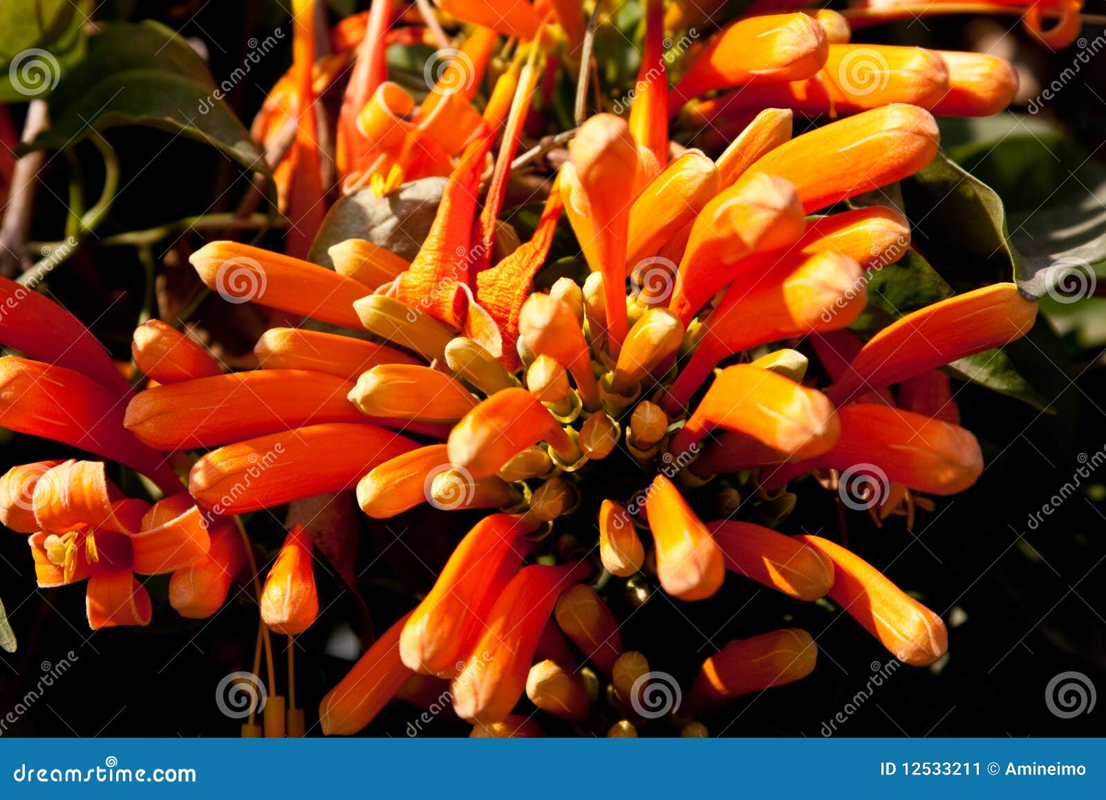 Firecracker flower stock image. Image of beauty, beautiful - 12533211