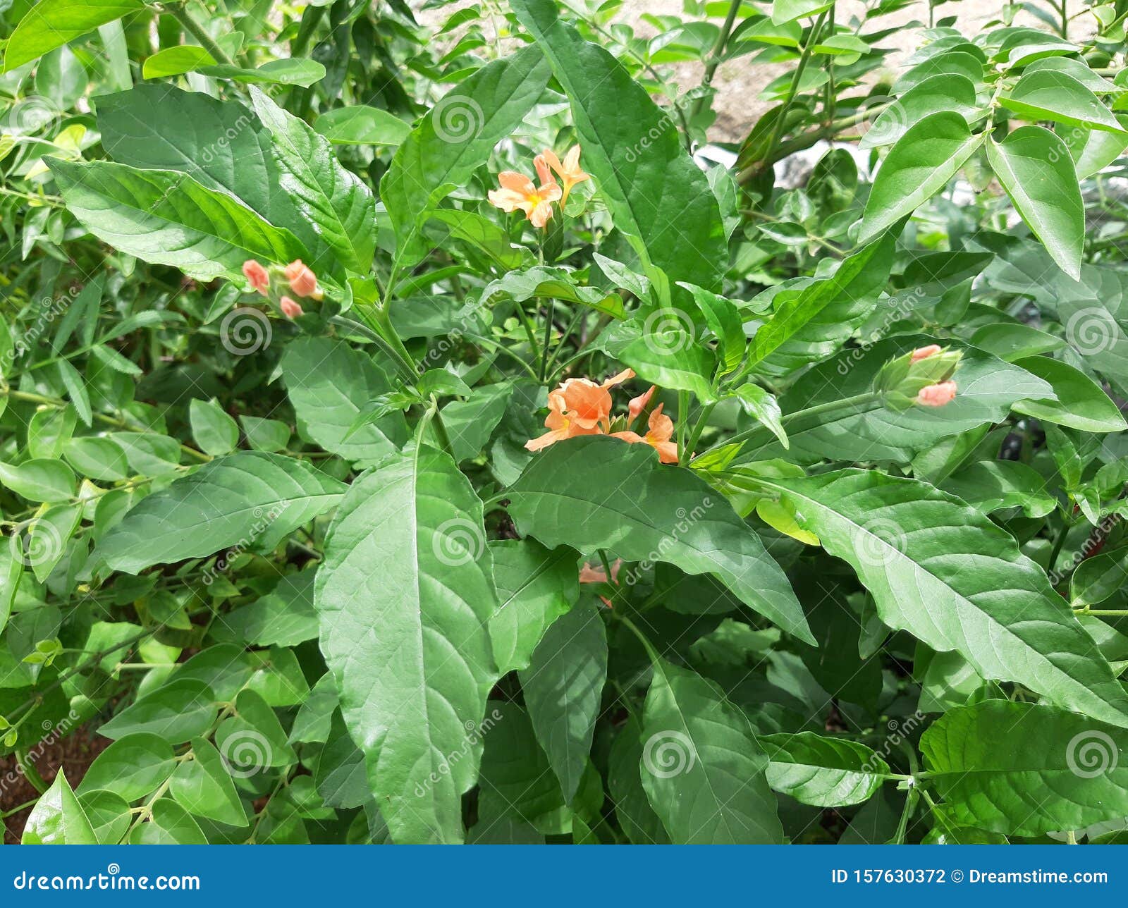 Firecracker flower stock photo. Image of flowereyes - 157630372