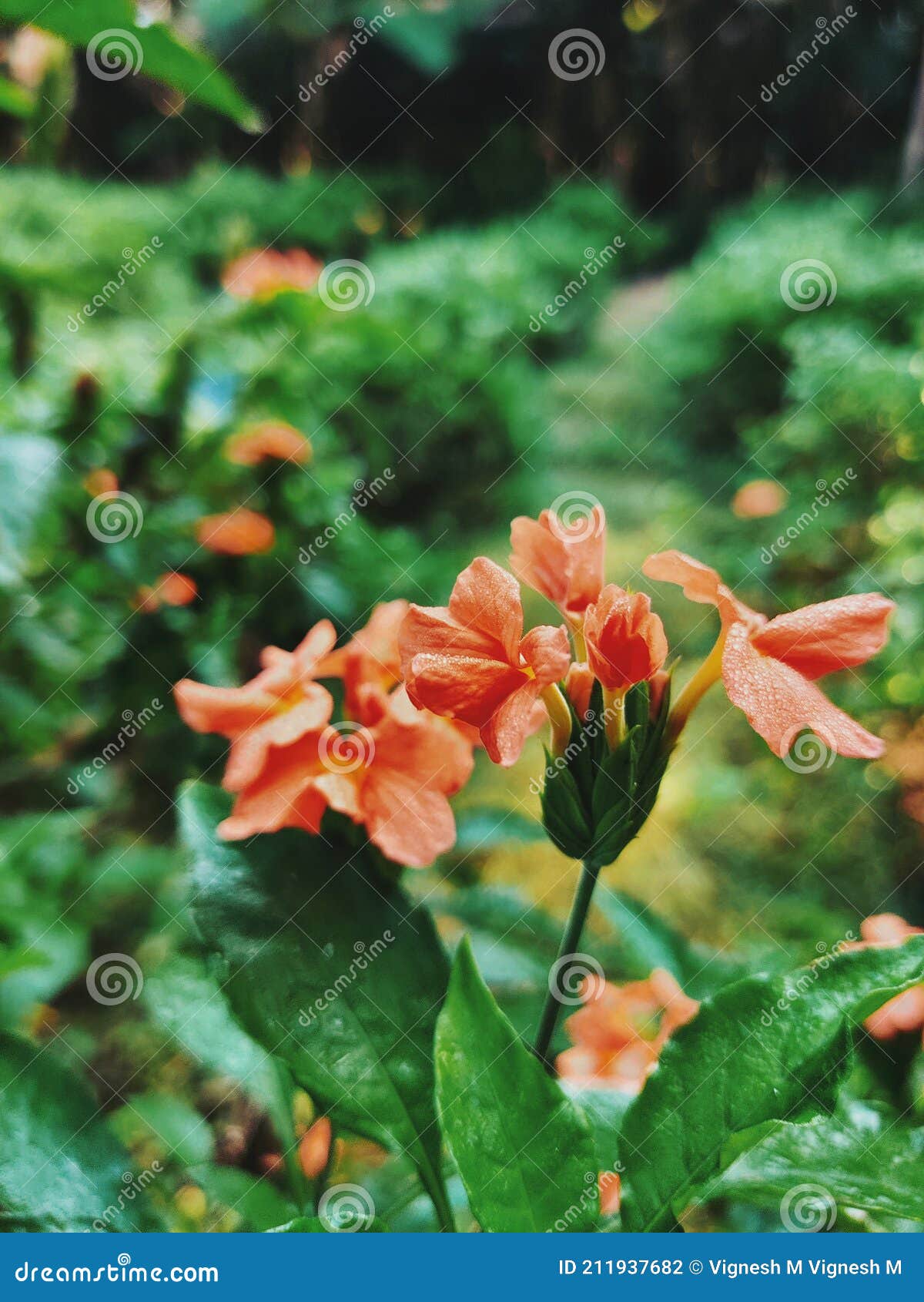 Firecracker flower ðŸŒ· stock photo. Image of branch - 211937682