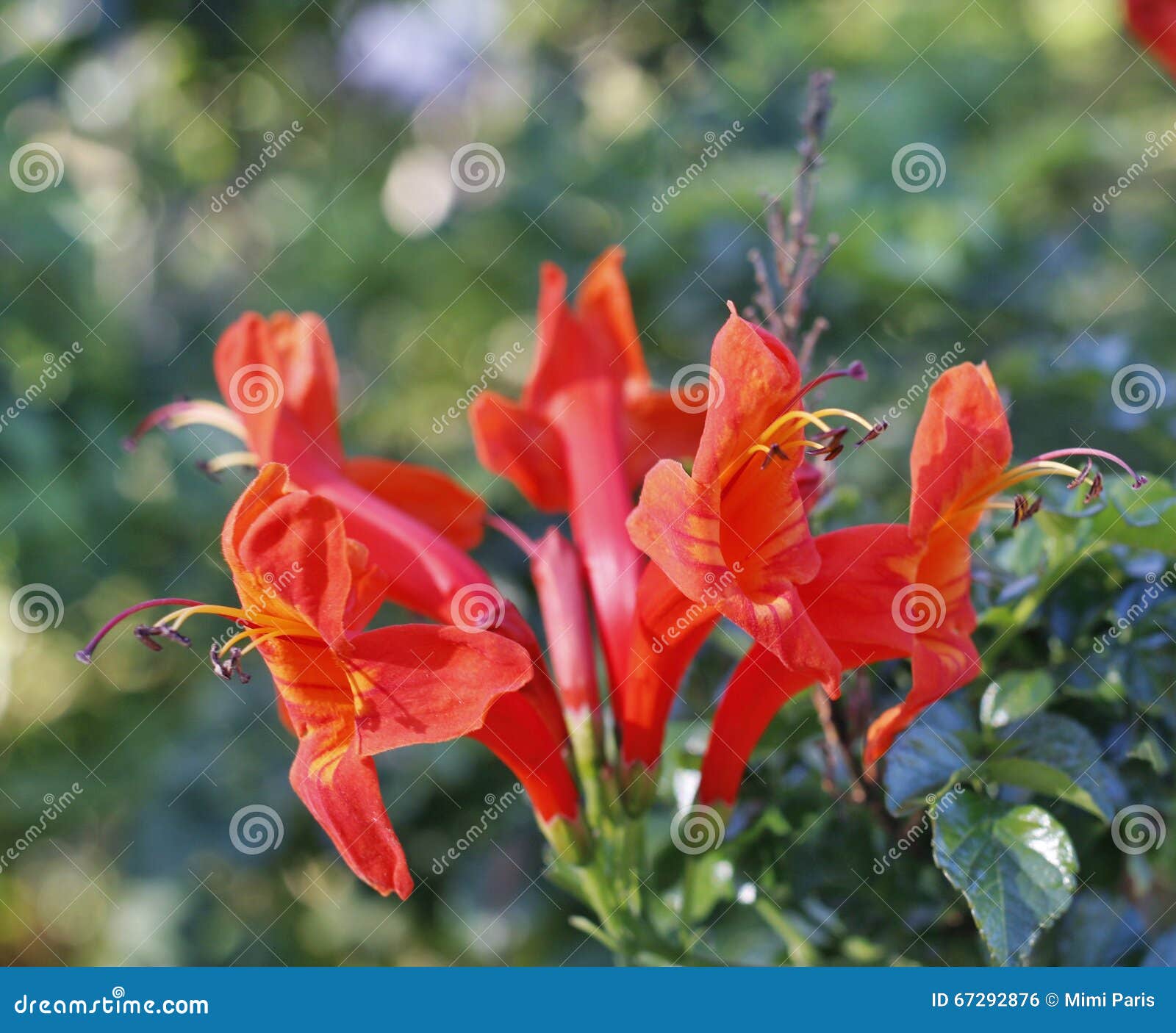 Firecracker stock photo. Image of spring, arizona, firecracker - 67292876