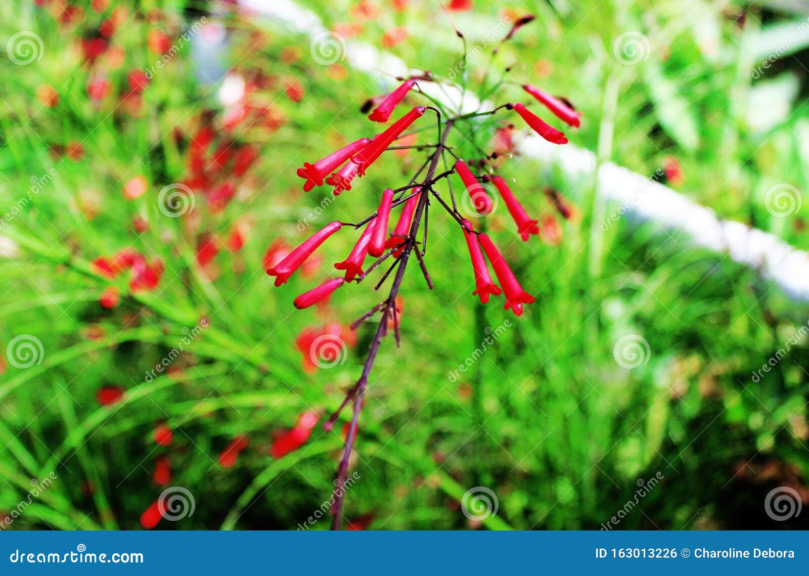 Firecracker Flower stock photo. Image of grass, firecracker - 163013226
