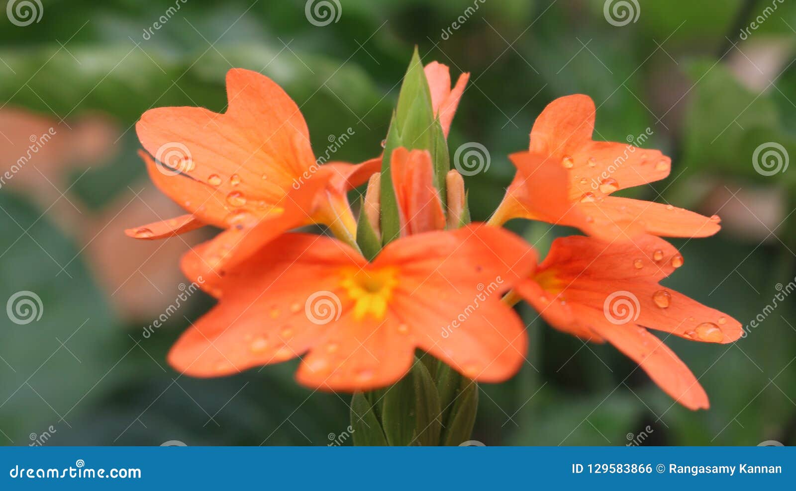 Firecracker Flower stock photo. Image of plants, flowers - 129583866