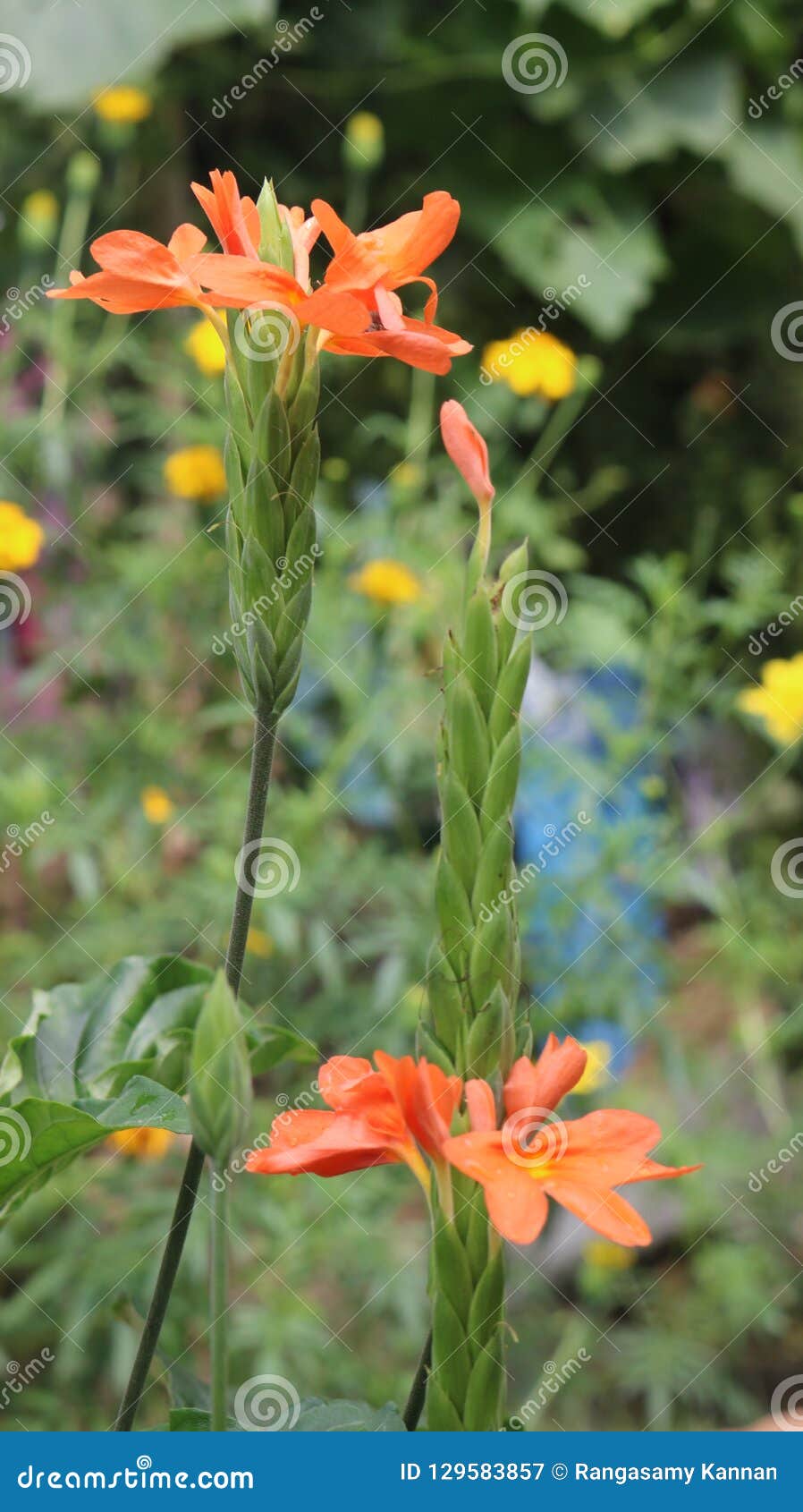 Firecracker Flower stock image. Image of flower, firecracker - 129583857