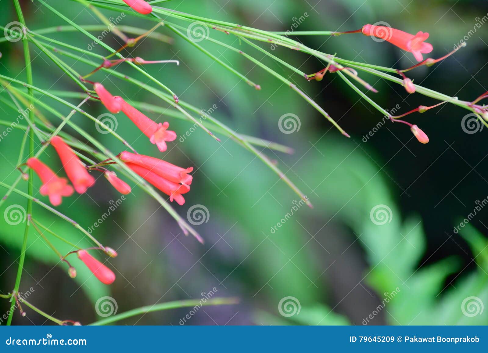 Firecracker flower. stock image. Image of russelia, plant - 79645209