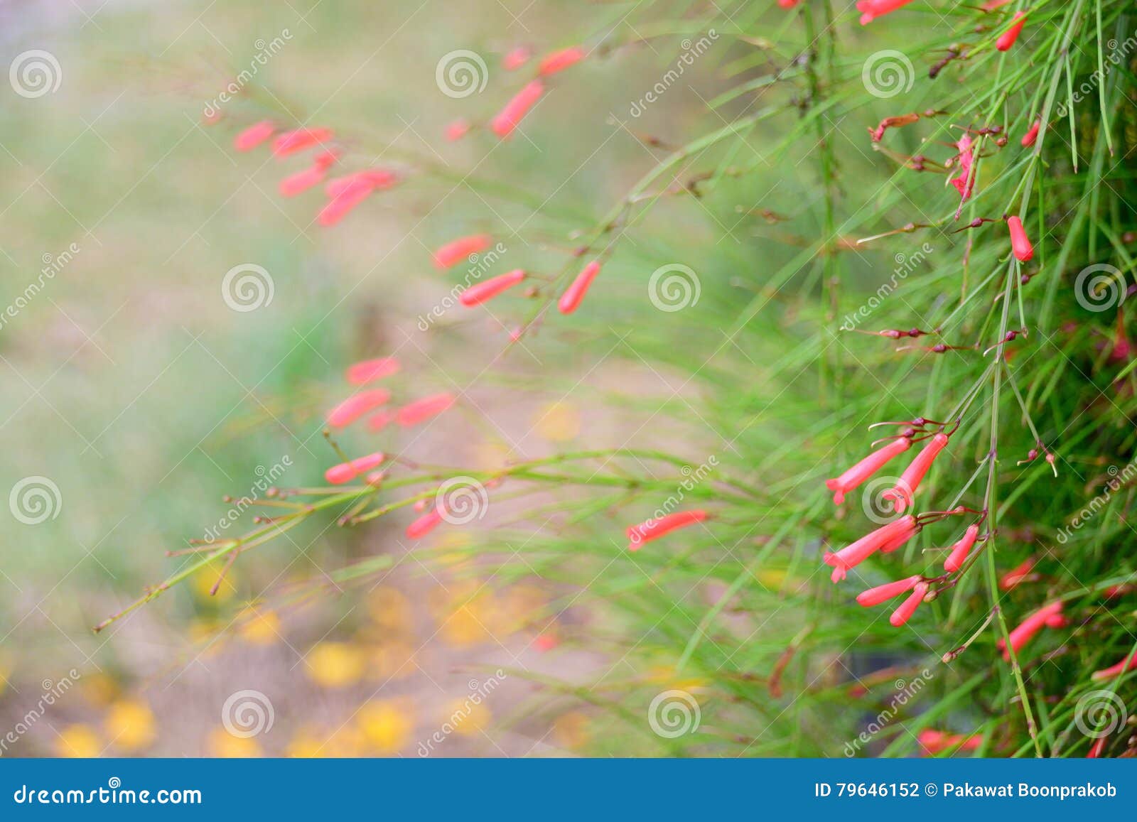 Firecracker flower. stock photo. Image of shadow, plant - 79646152