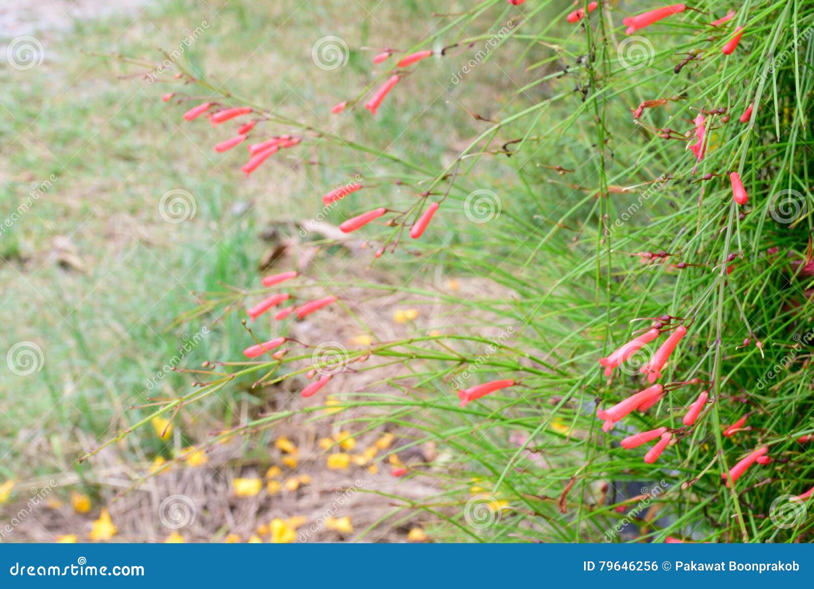 Firecracker flower. stock photo. Image of leaves, plant - 79646256