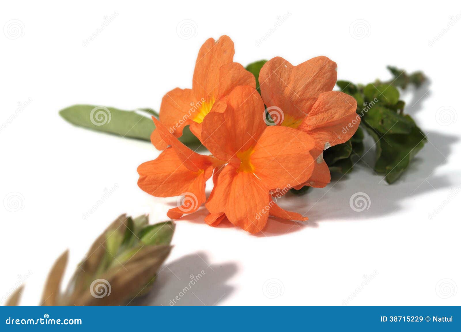 Firecracker Flower and Seed Stock Image - Image of spring, seed: 38715229