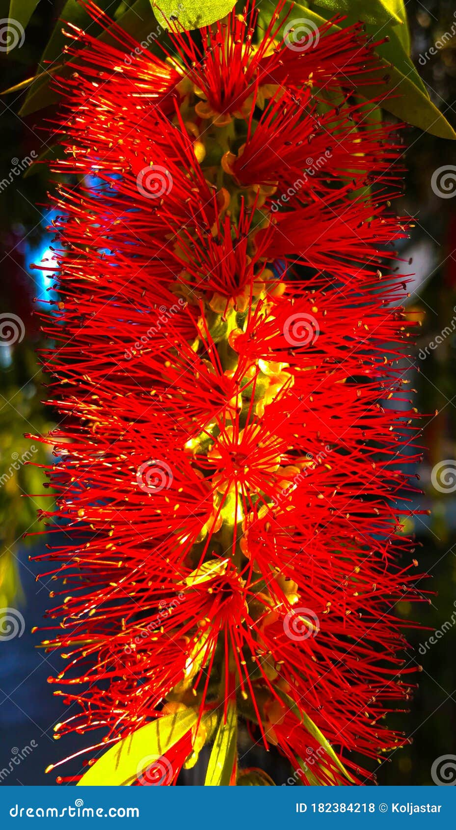 Firecracker Flowers Blossom in Spring Stock Photo - Image of flowers ...