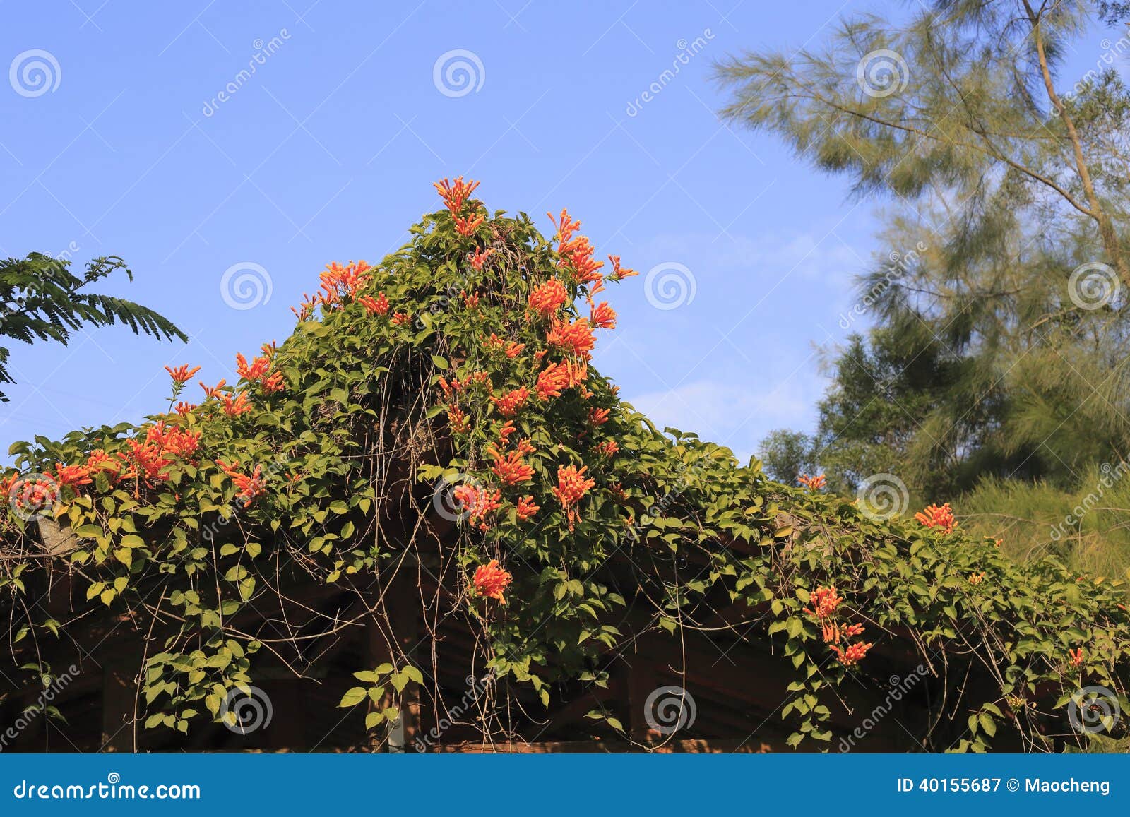 Firecracker flowers stock image. Image of beauty, firework - 40155687