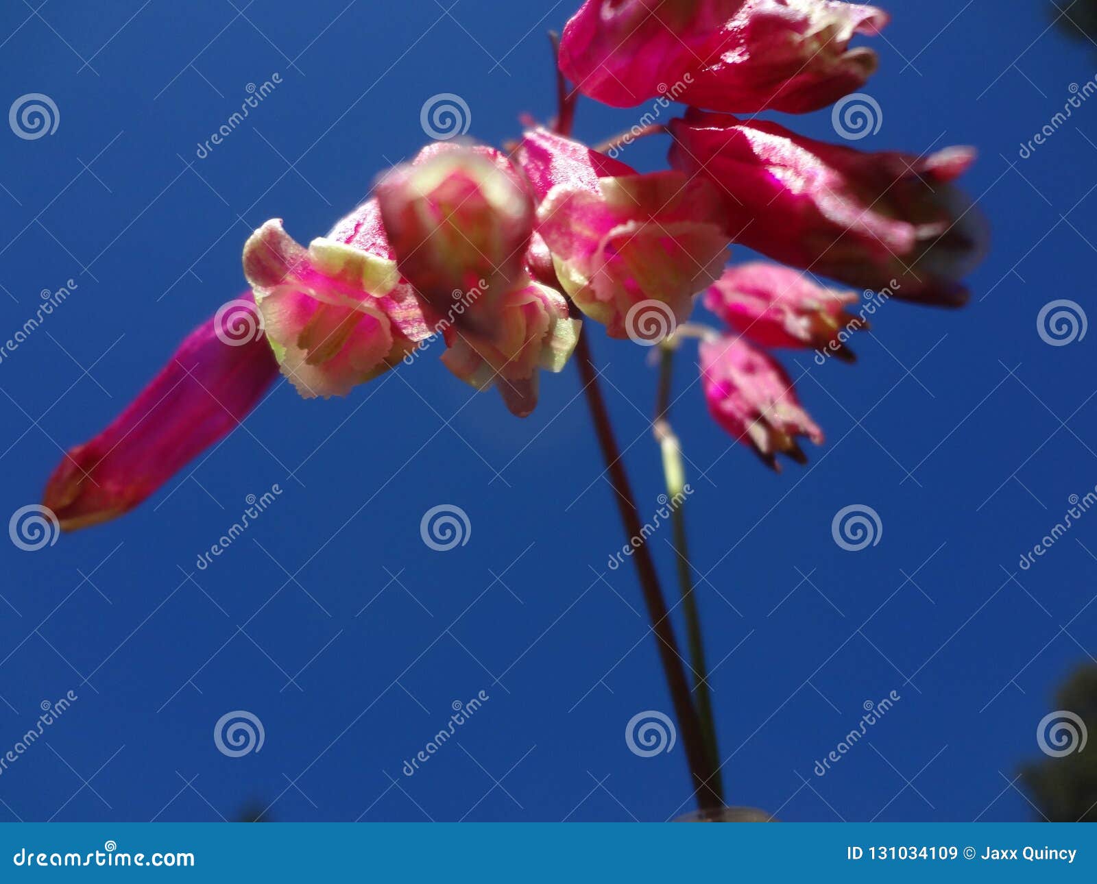 Firecracker flowers 2 stock image. Image of beauty, nature - 131034109