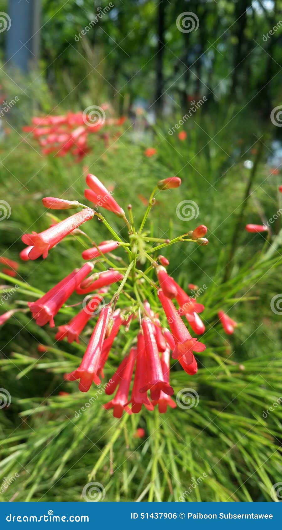 Firecracker plant stock photo. Image of firecracker, flowers - 51437906
