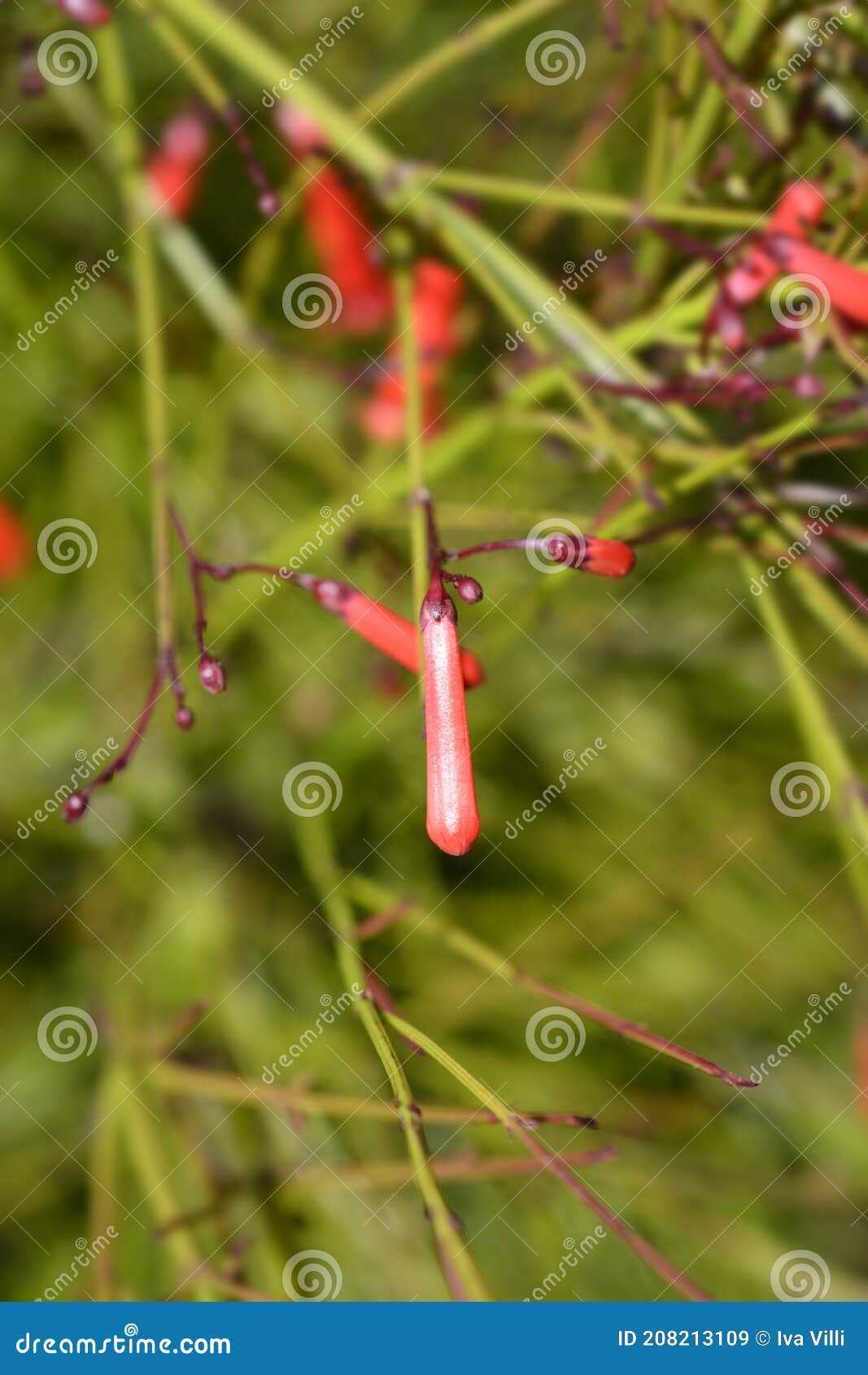Firecracker plant stock image. Image of botany, plant - 208213109
