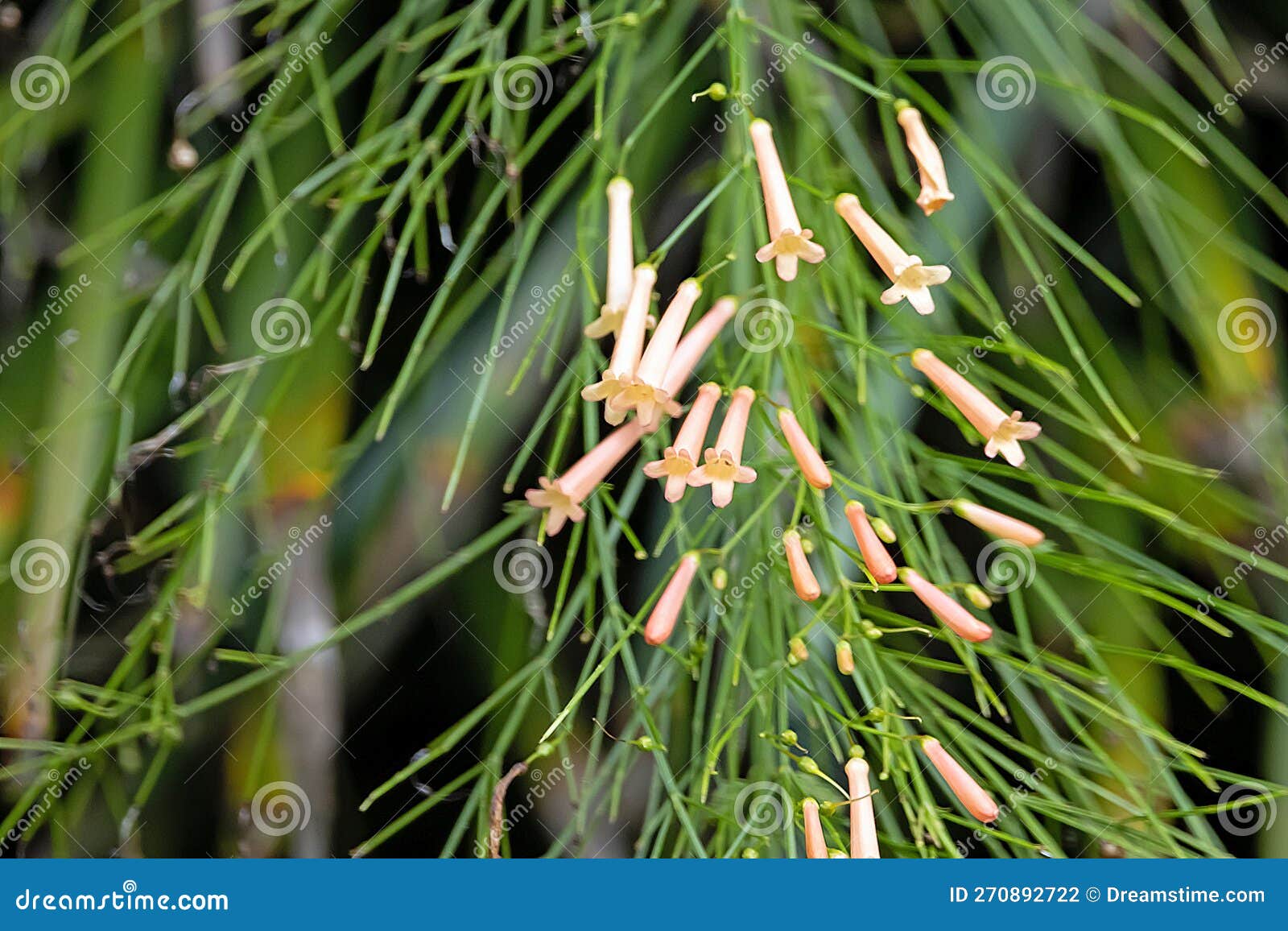 Firecracker Plant Flowers, Russelia Equisetiformis Stock Photo - Image ...