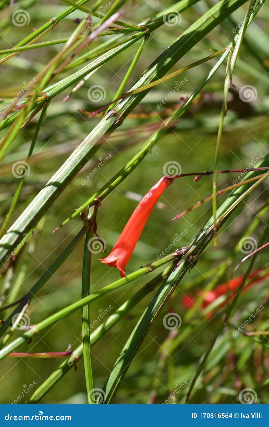 Firecracker plant stock photo. Image of botany, fountainbush - 170816564