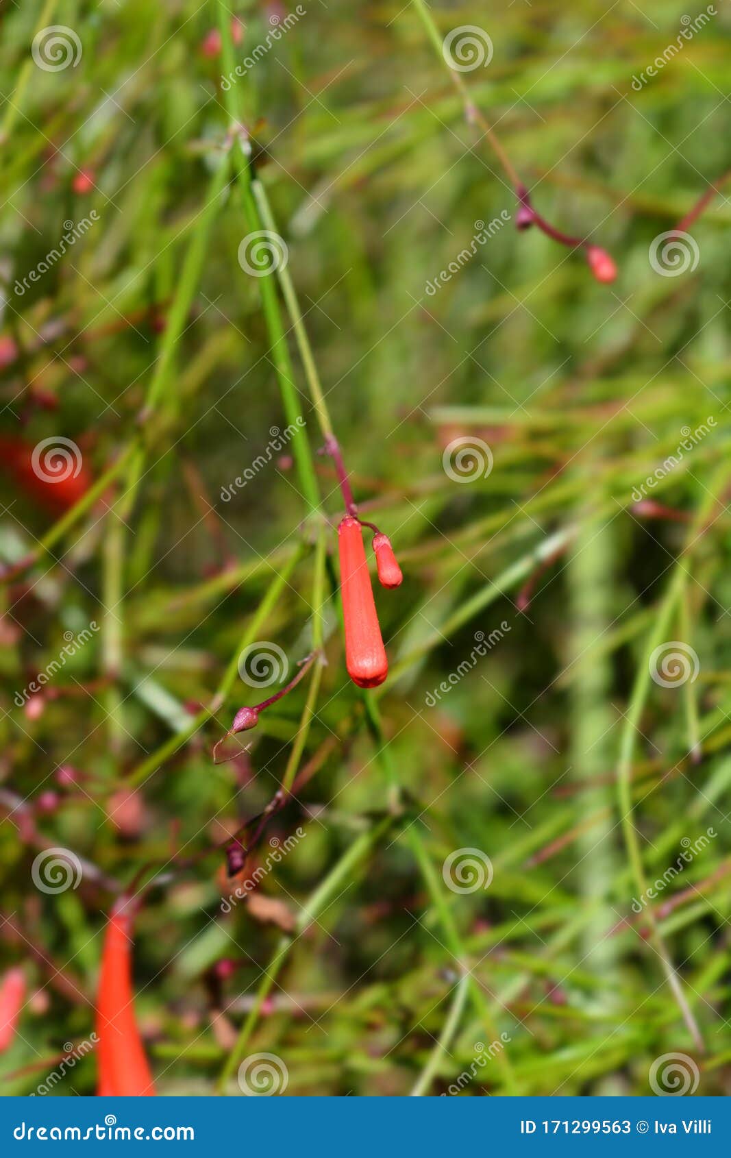 Firecracker plant stock image. Image of nature, leaf - 171299563