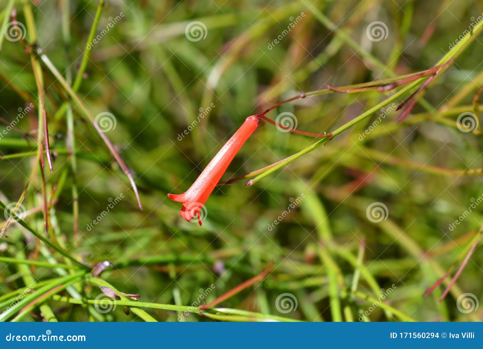 Firecracker plant stock photo. Image of close, firecracker - 171560294