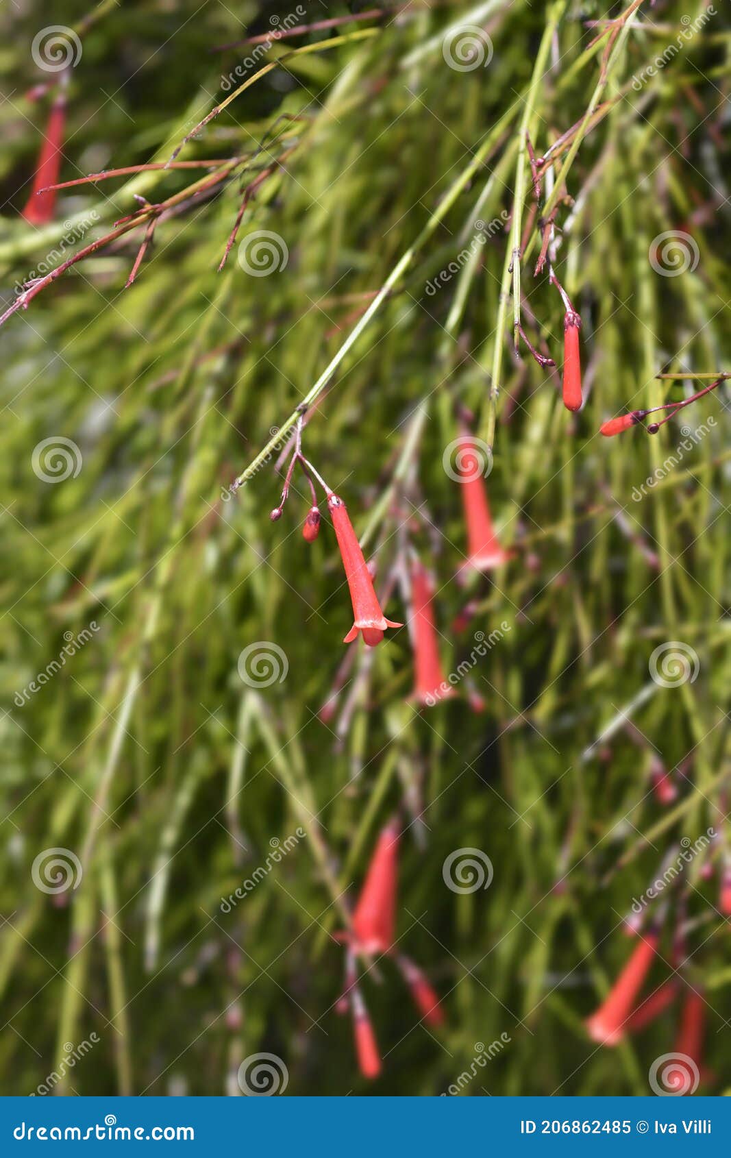 Firecracker plant stock image. Image of leaf, fountainbush - 206862485