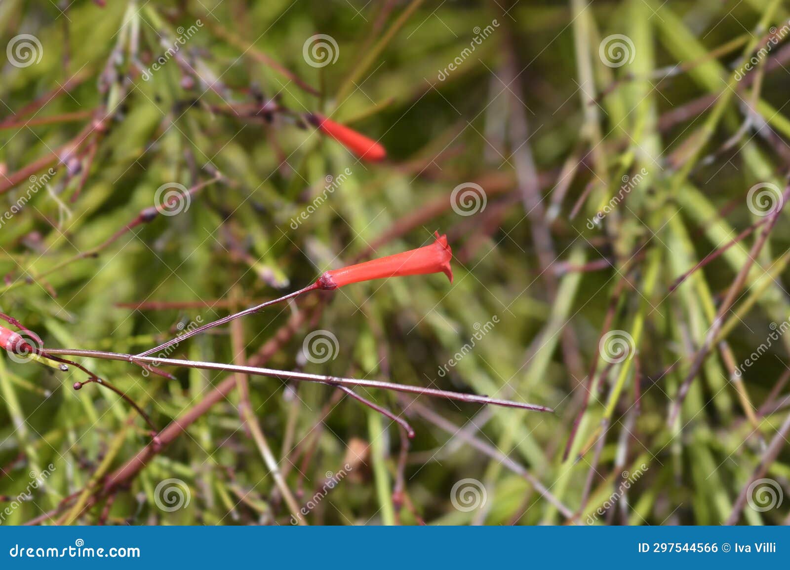 Firecracker plant stock photo. Image of russelia, latin - 297544566