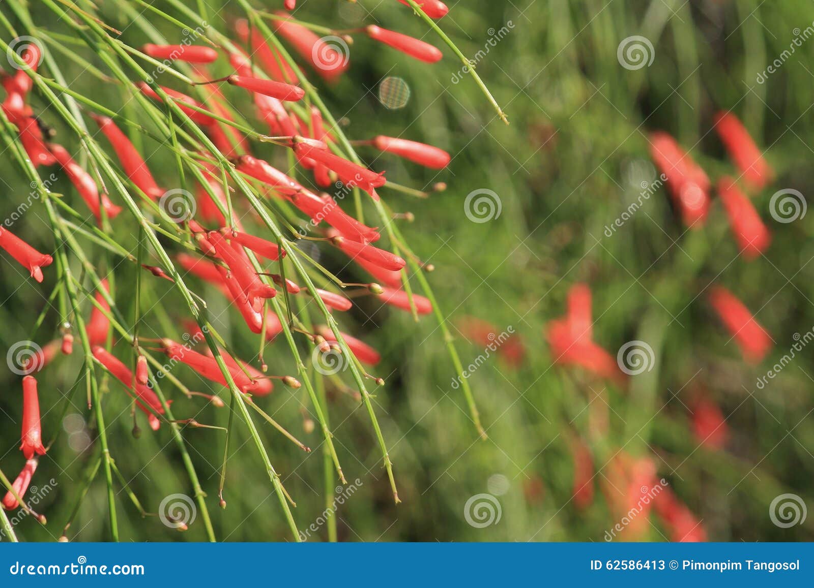 Firecracker Plant, Russelia Equisetiformis Stock Image - Image of ...